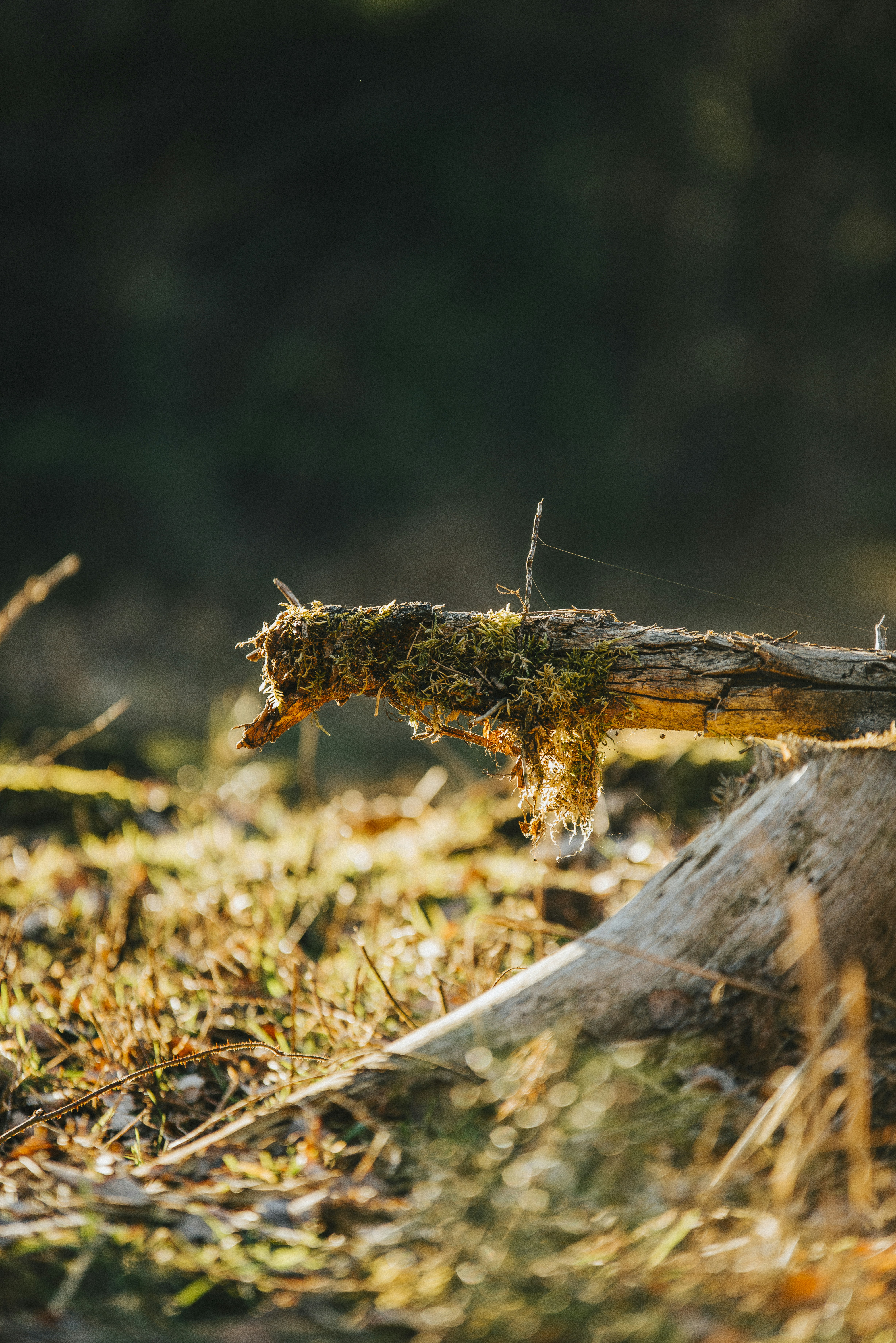 Sunlit Log Fragments: Moss, Web, and Autumn Light