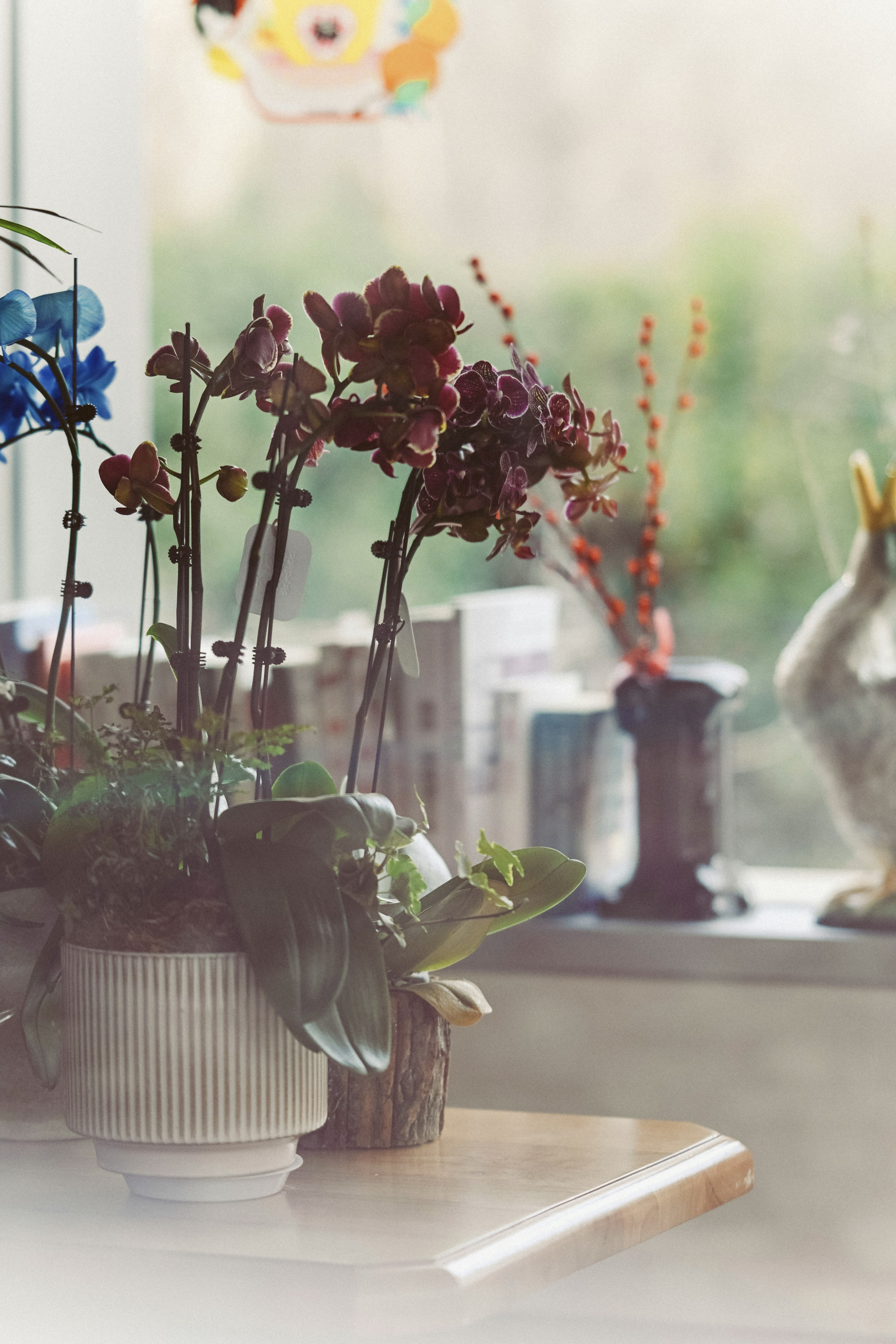 Orchid Window Garden on a Quiet Morning
