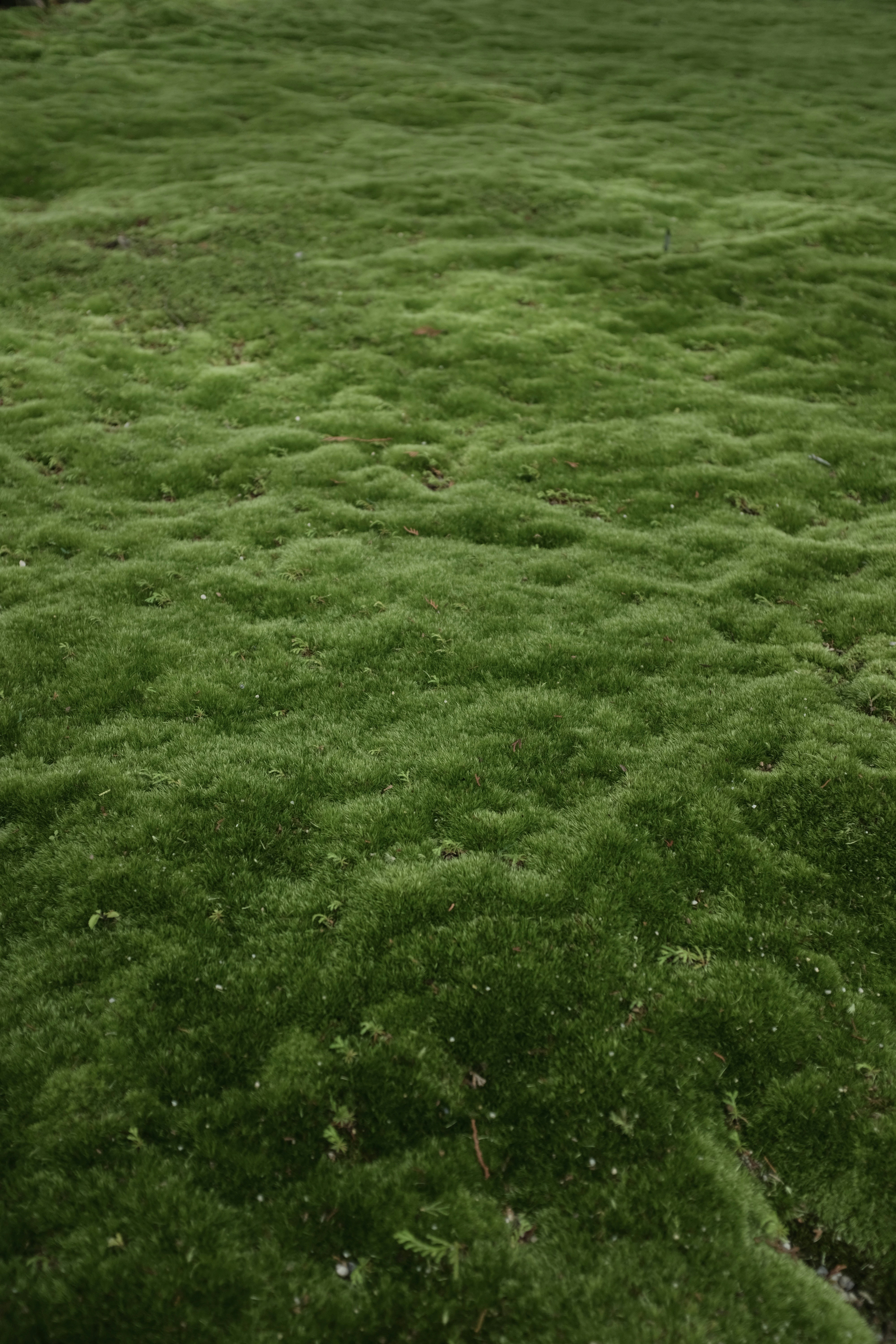 Low-Lawn Whisper: A Sea of Green Moss Under Gentle Light