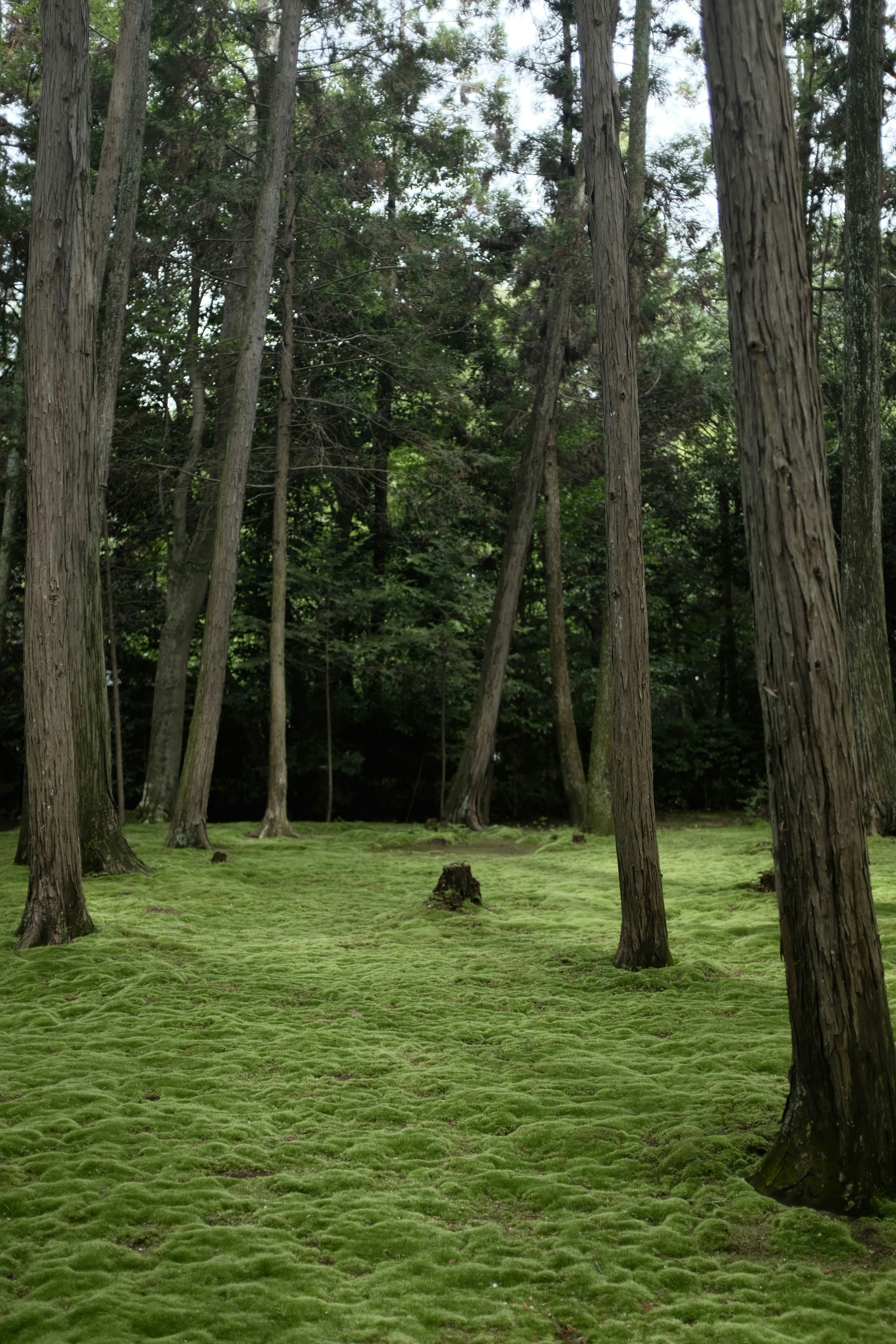 Emerald Carpet Beneath Silent Pines