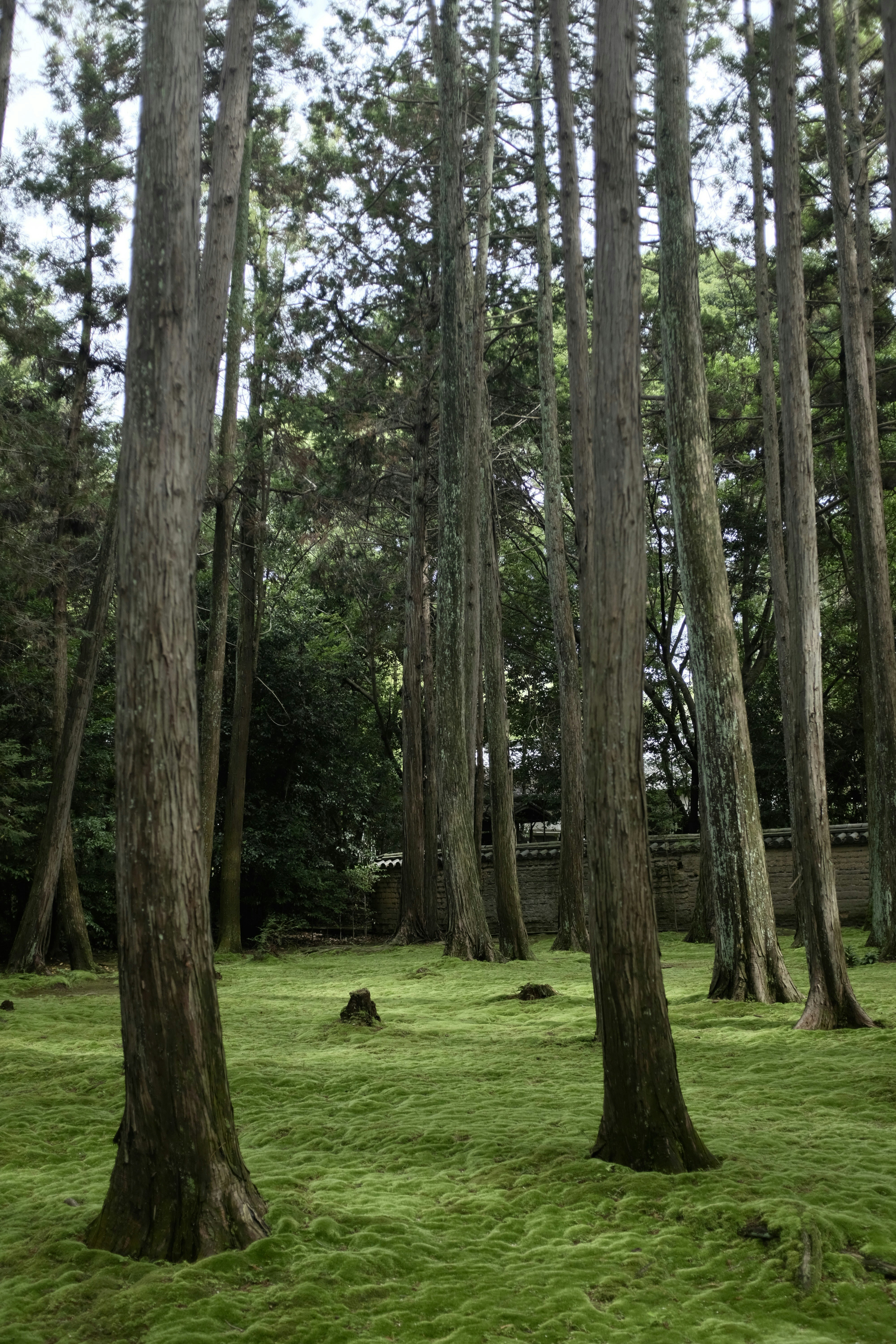 Emerald Carpet Beneath Tall Trunks