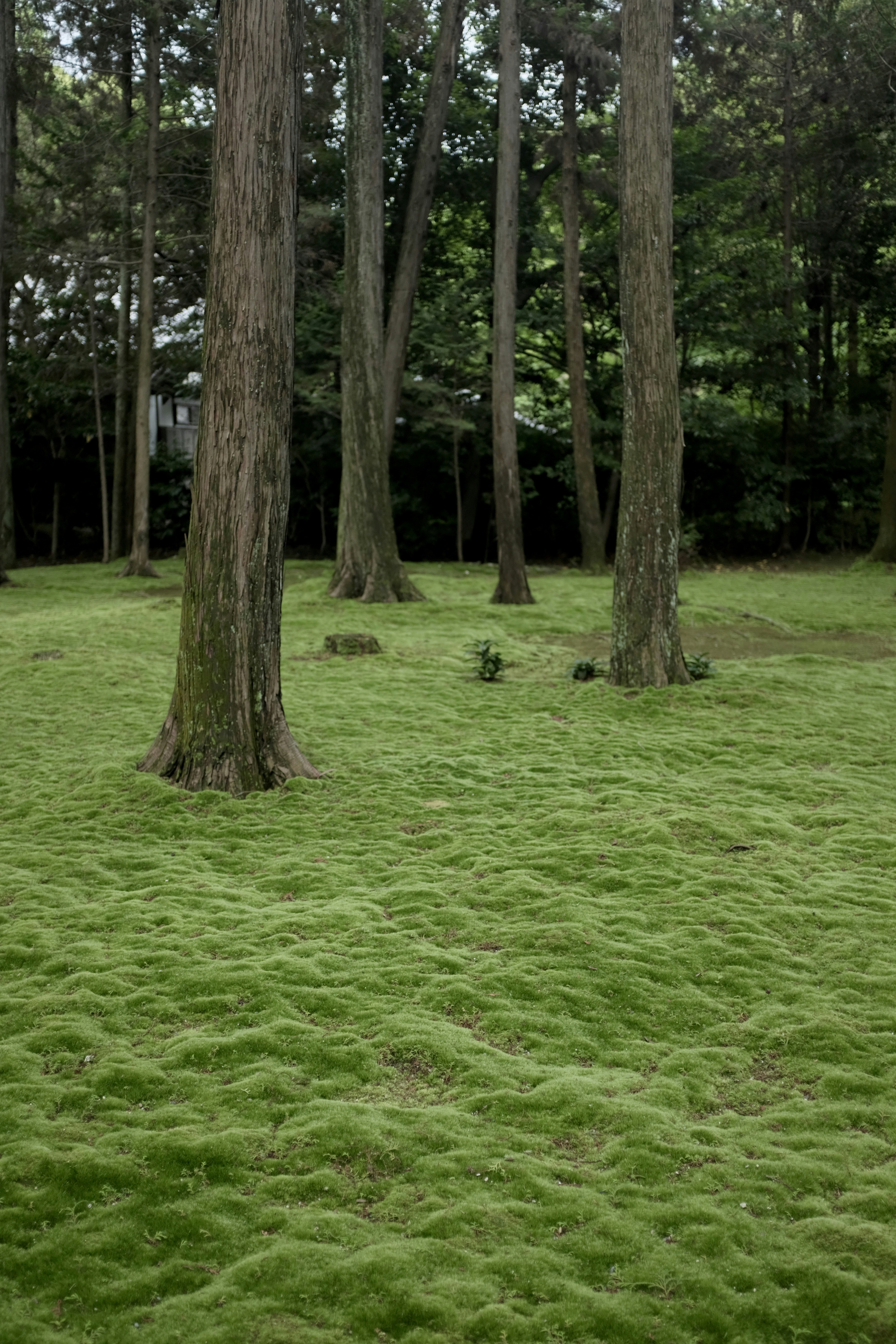 Emerald Forest Floor Under Tall Trunks