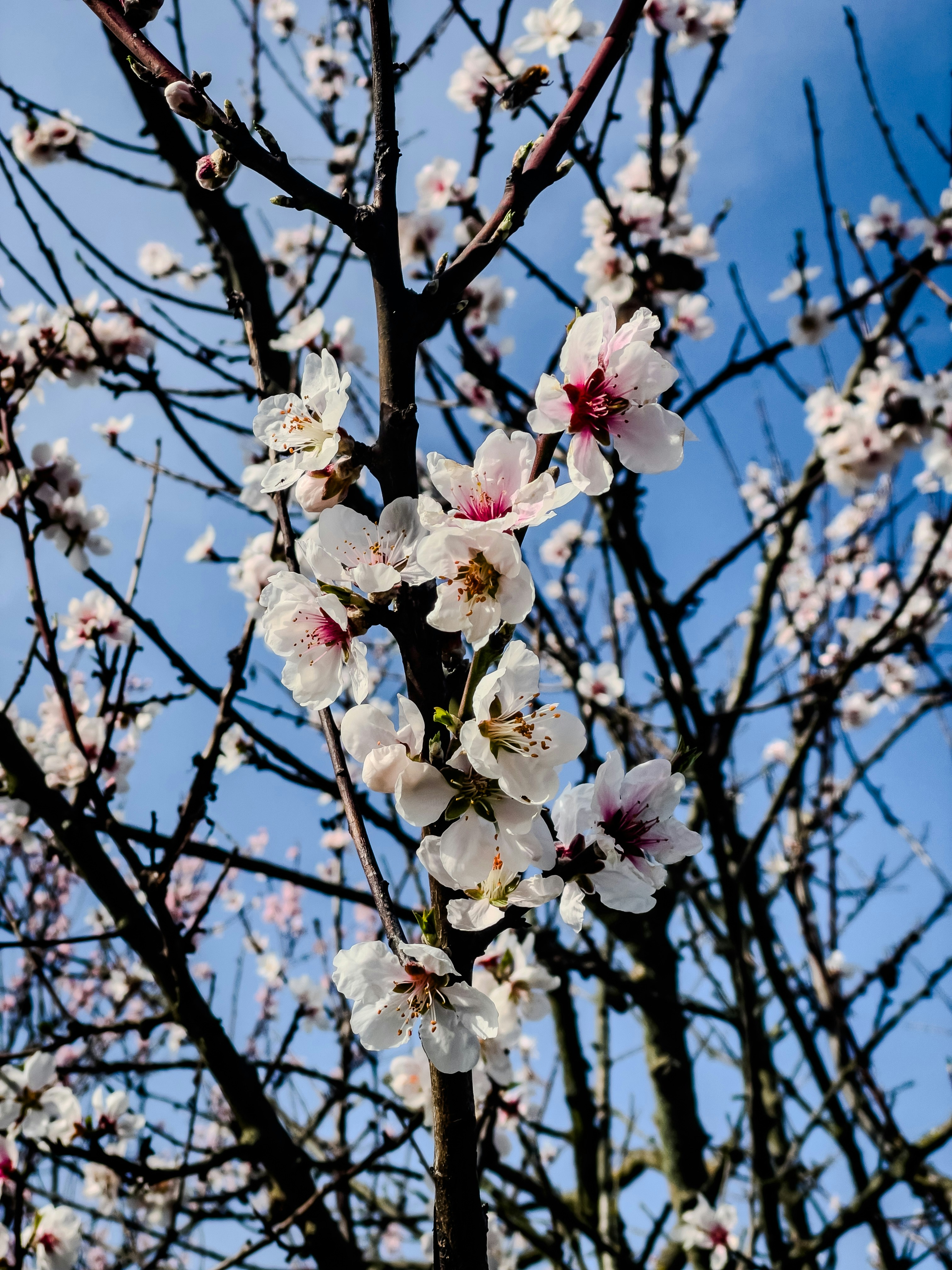 Blossoms on a Blue Spring Sky