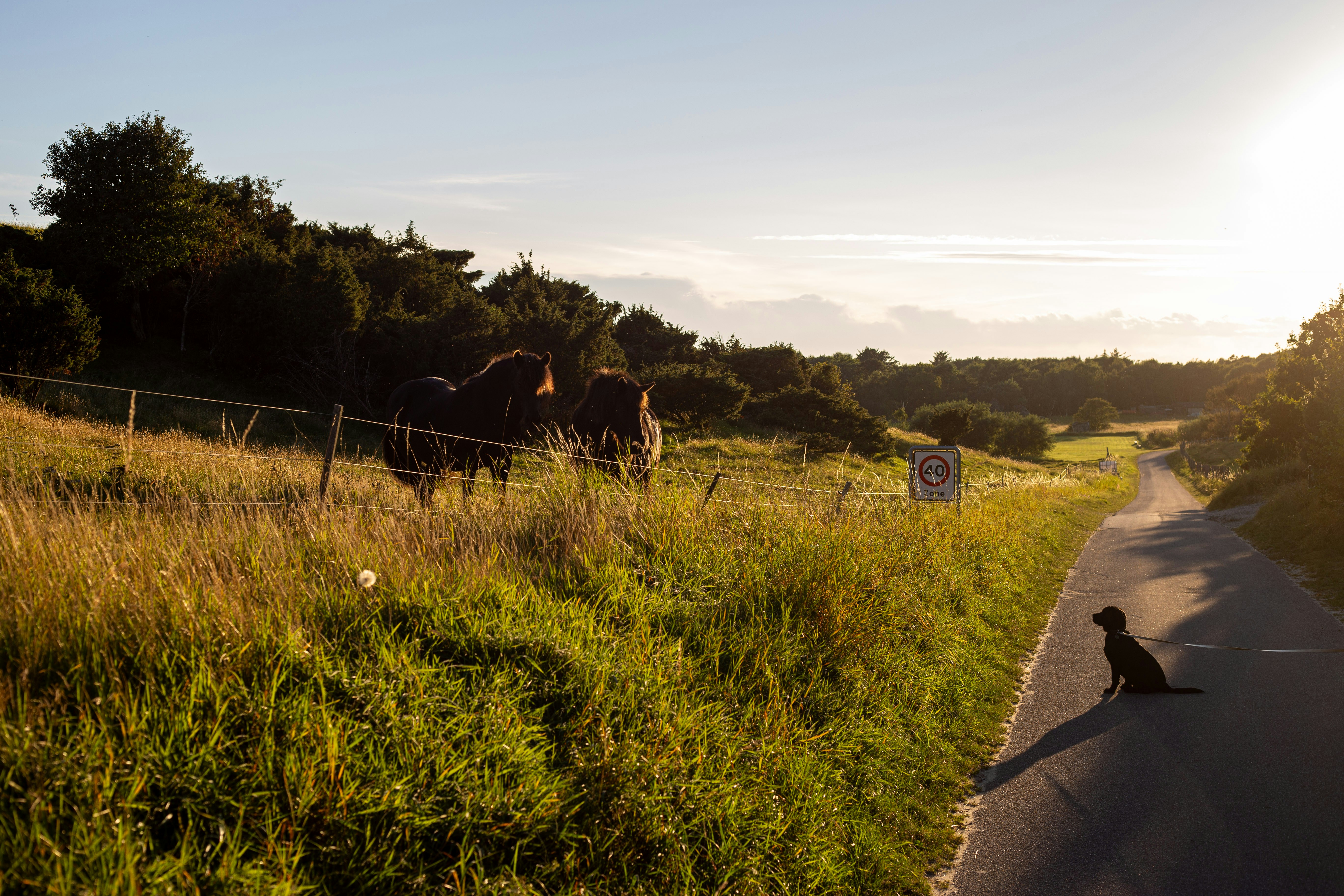 Sunlit Horizon: A Lonely Dog Oversees the Pasture and Road