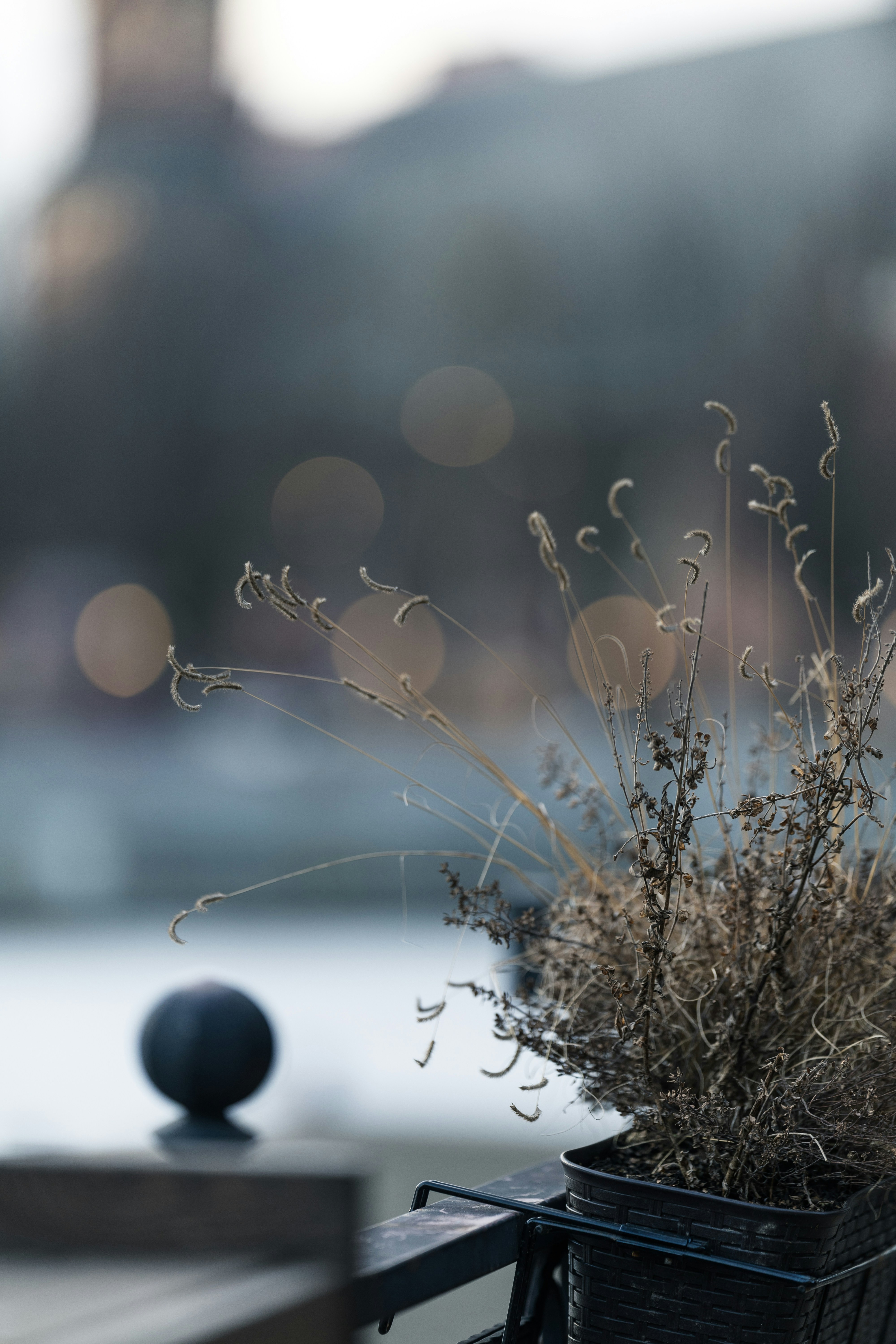 Dried grasses in a basket with blurred urban lights