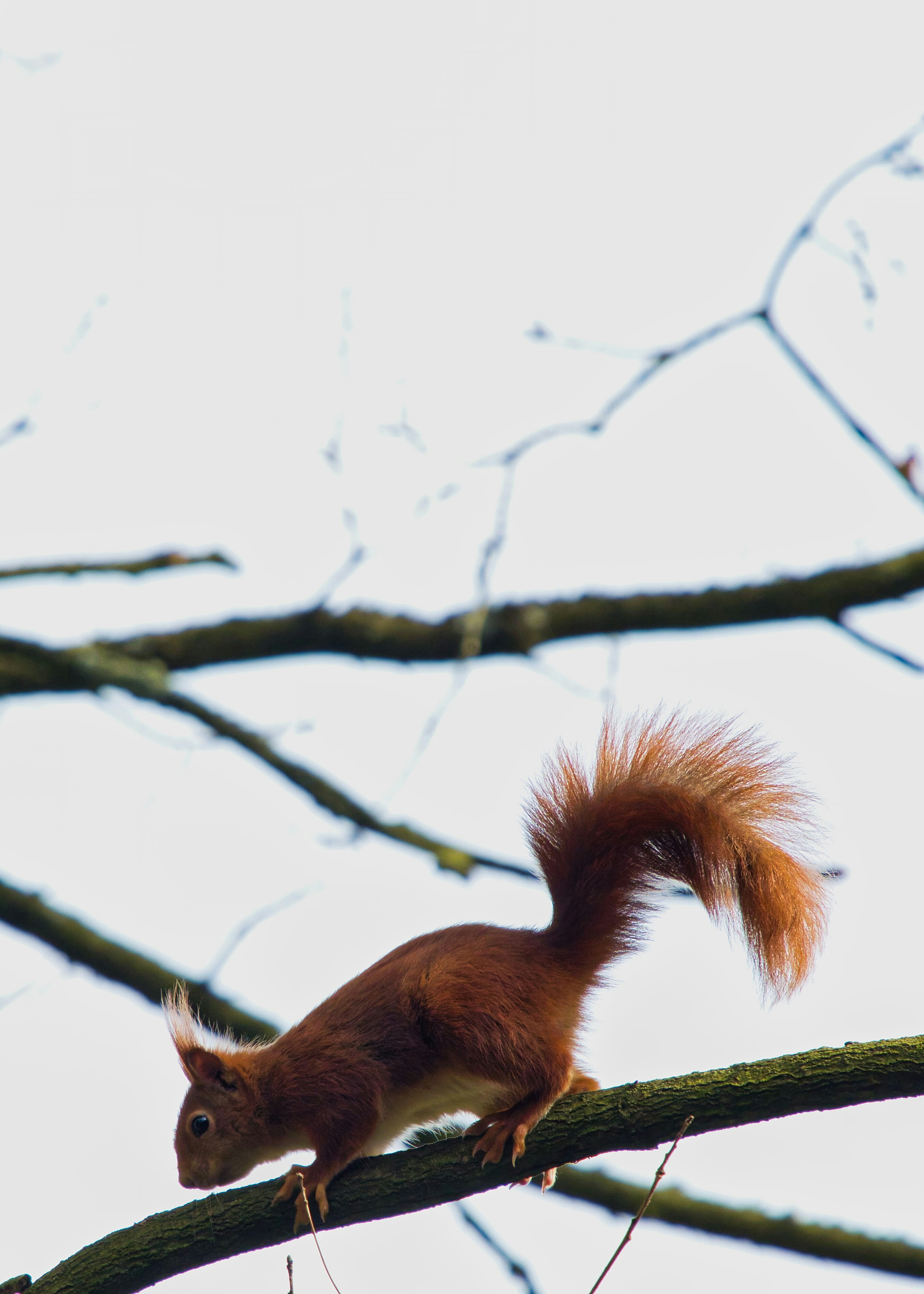 Balancing Act on a Mossy Twig