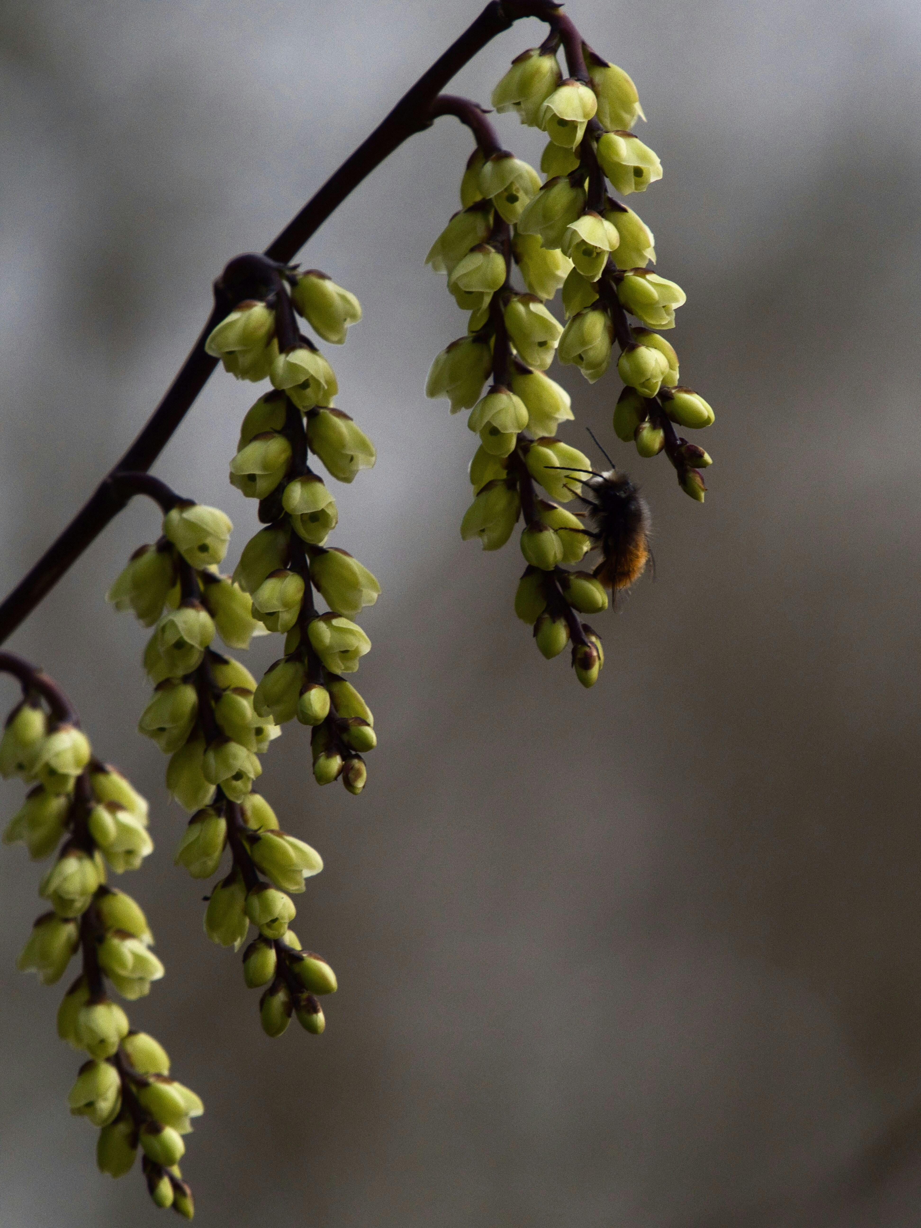 Suspended Catkins: A Bee Pauses Among Pale Green Clusters