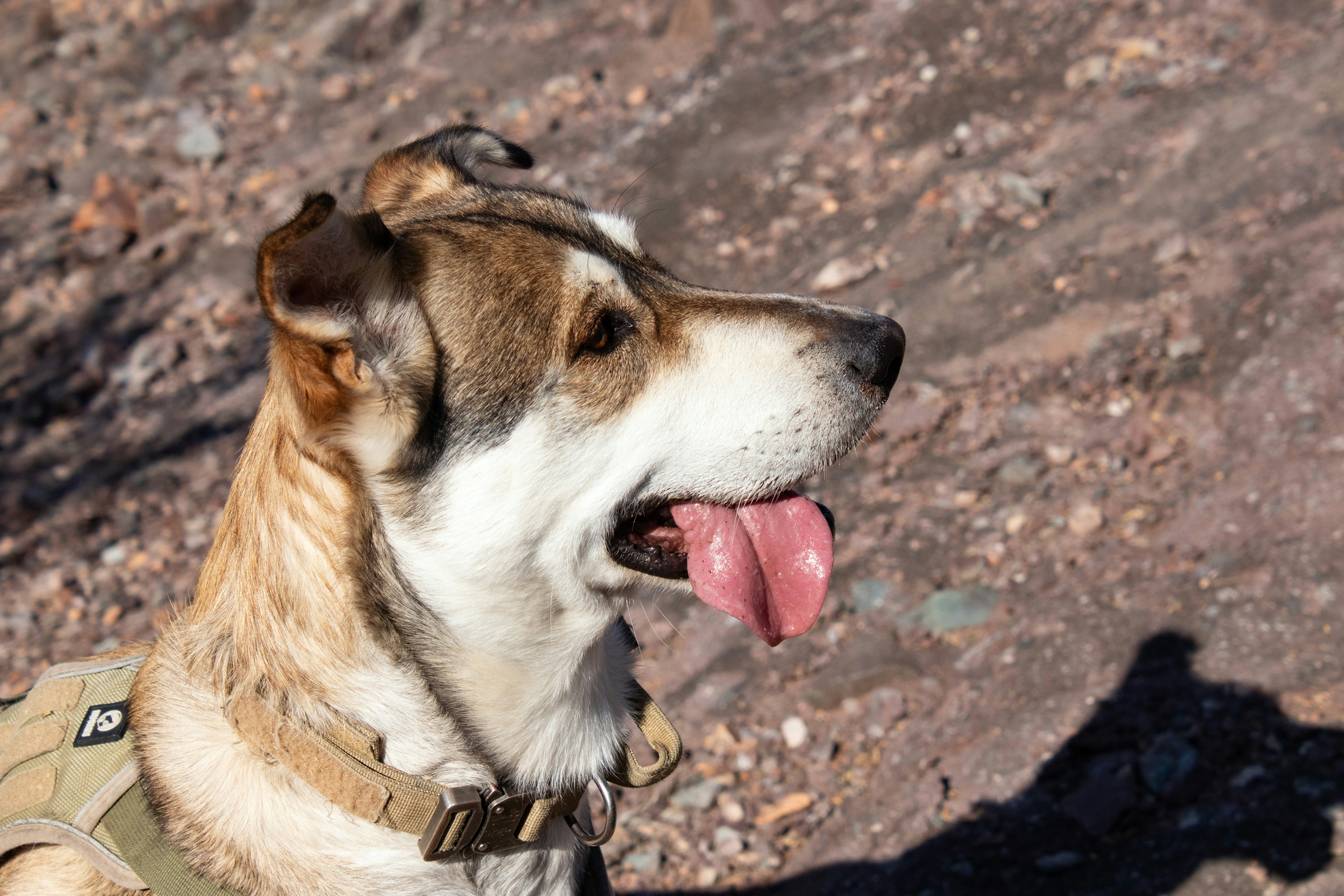 A dog with its tongue out in the sun