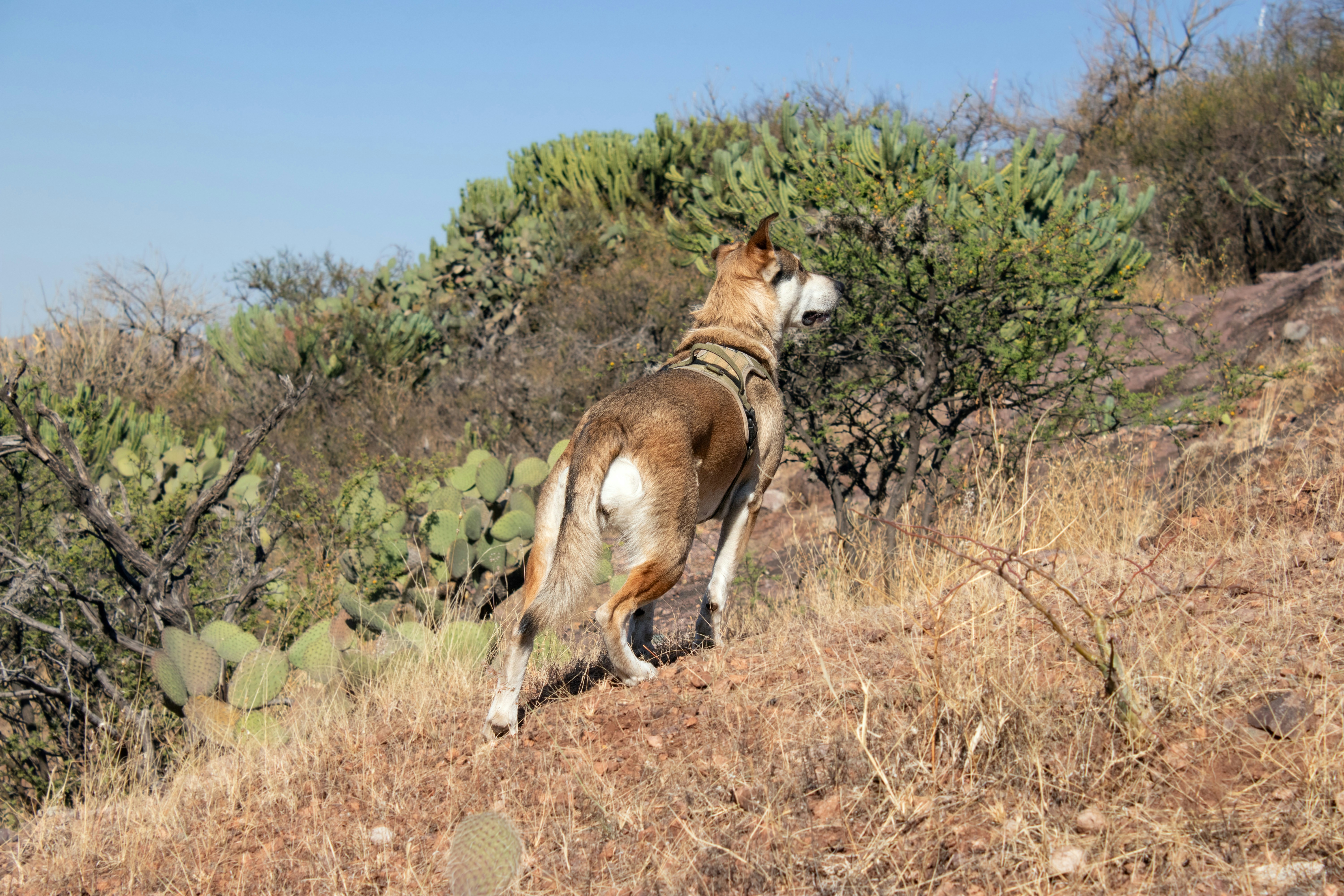 Hound on the Hill: A Watchful Trek Against Dry Scrub