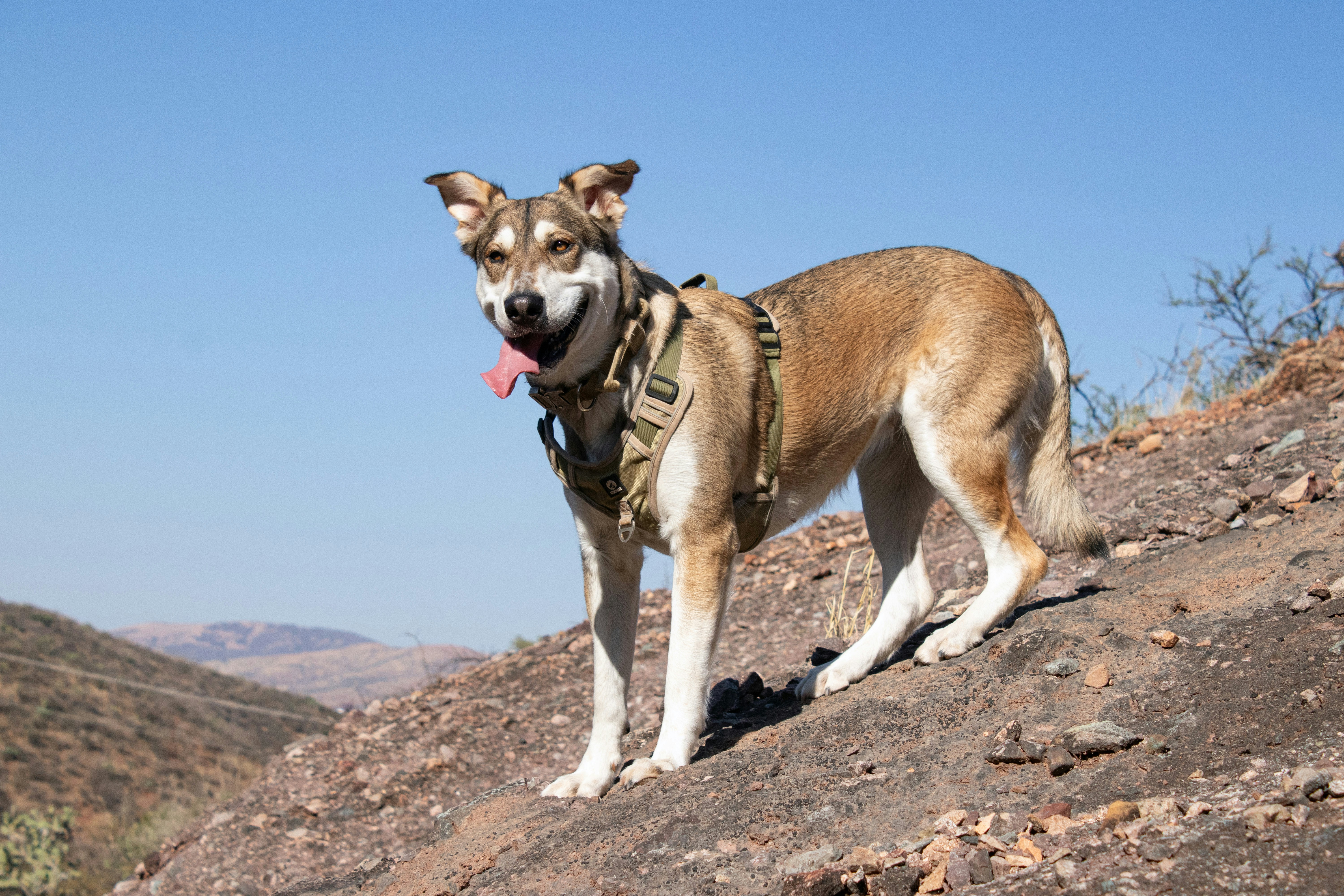 Mud-and-sky Wanderer: A Curious Hiker's Dog Poses on a Rocky Slope