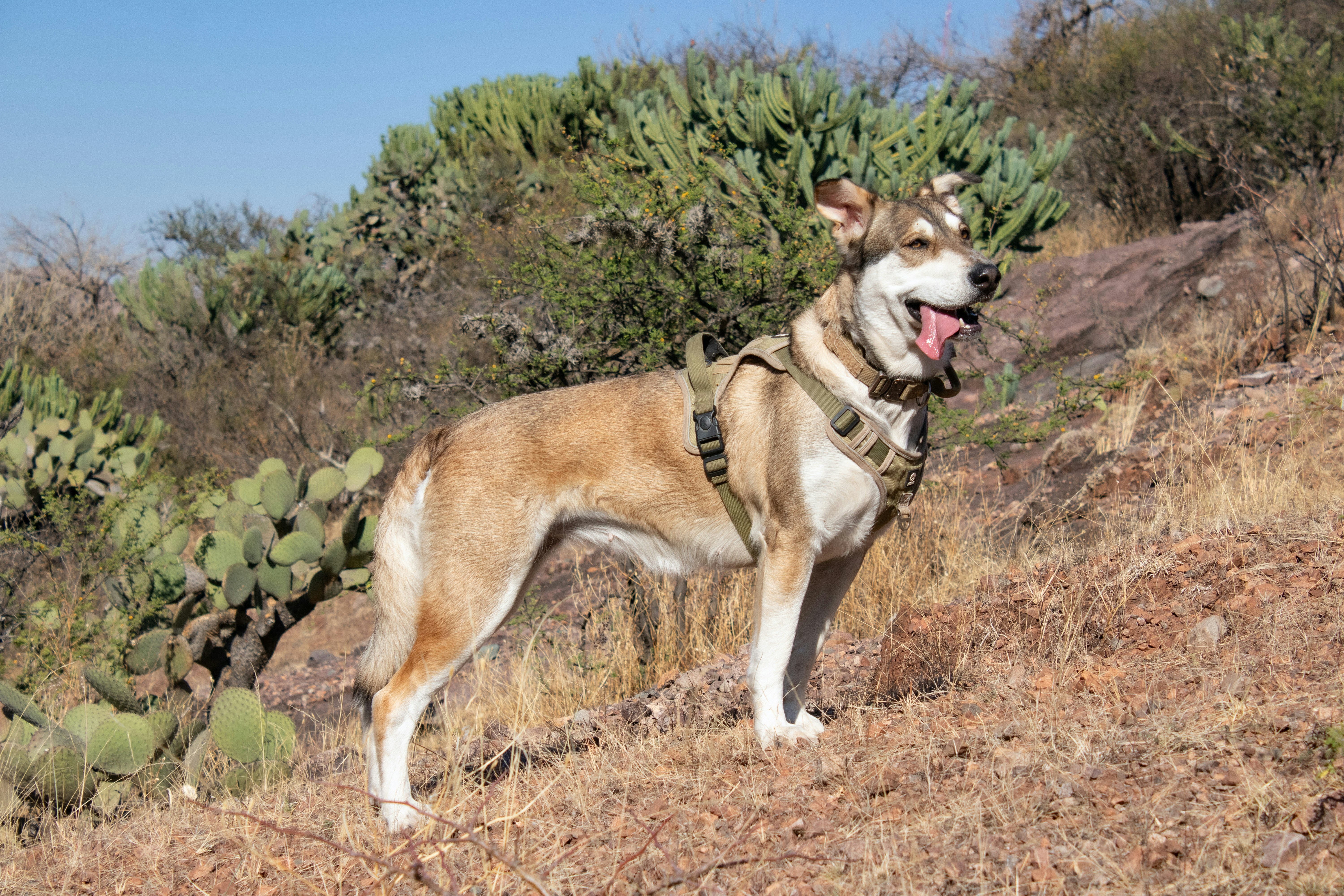 Lively Herding Pose: A Outdoorsy Dog on a Sunlit Slope