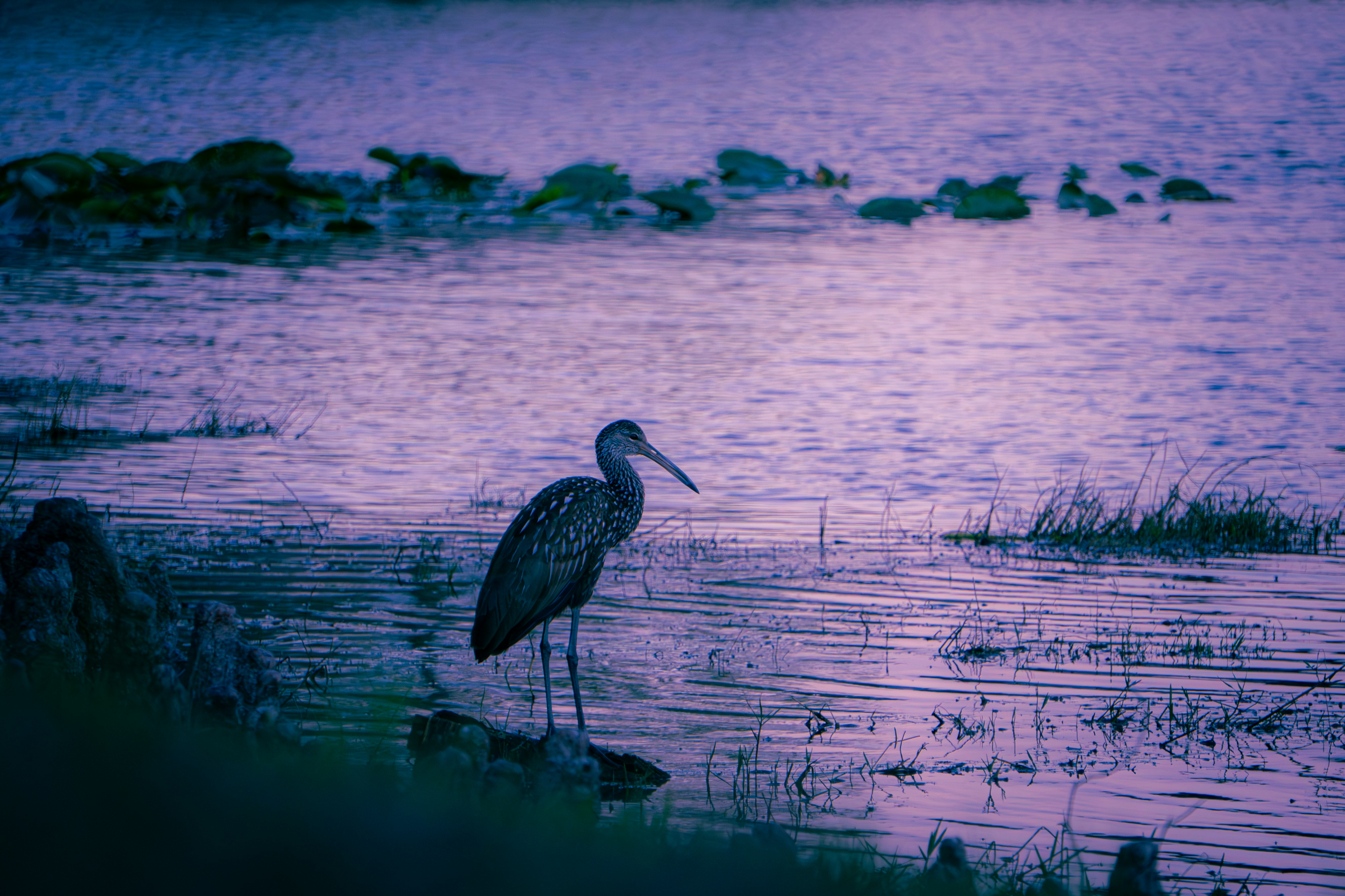 Lonely Heron at the Edge of a Dusk-tinted Shore
