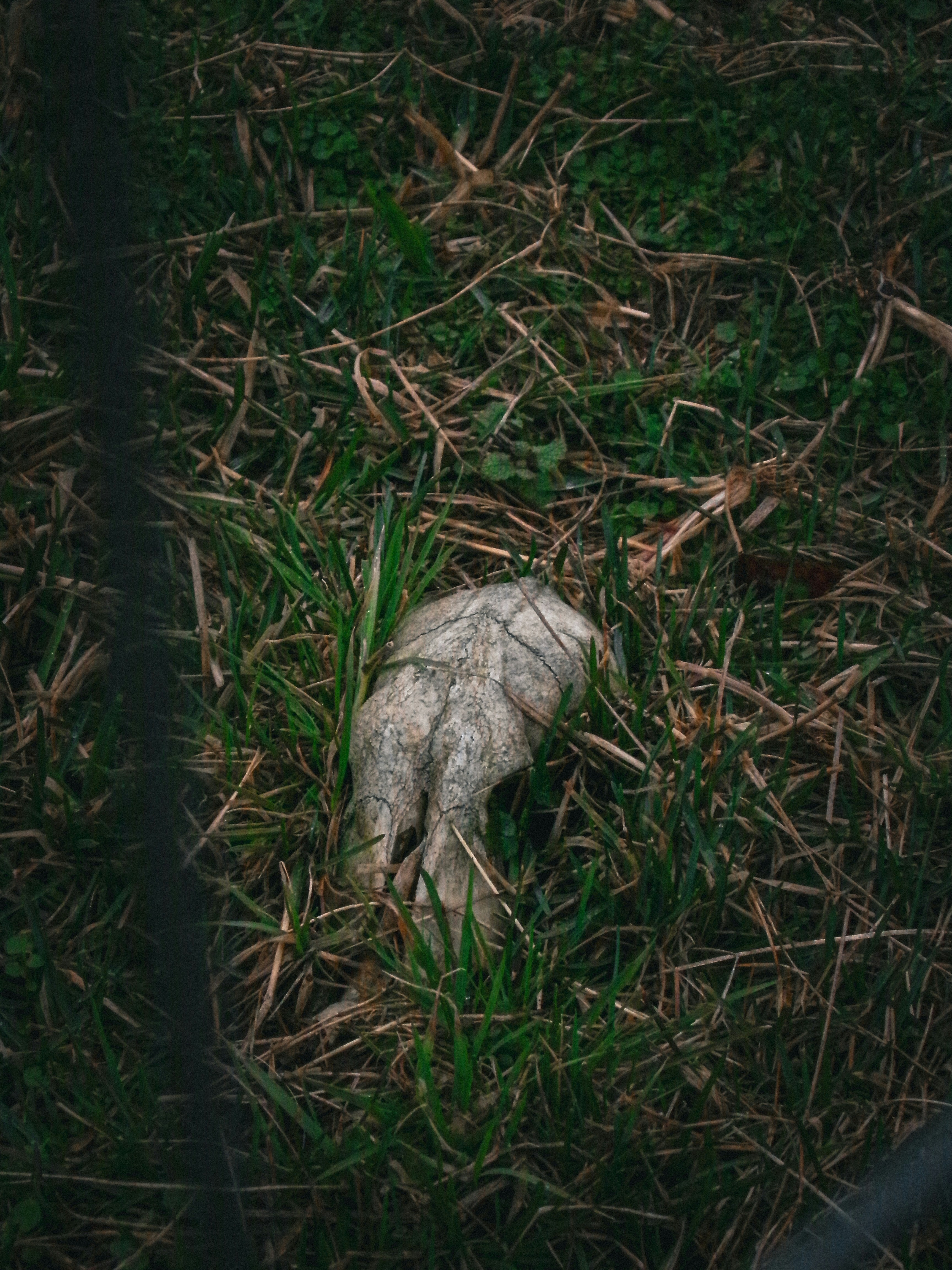 Weathered Stone Amid Green Veins: A Quiet Moment in the Underbrush