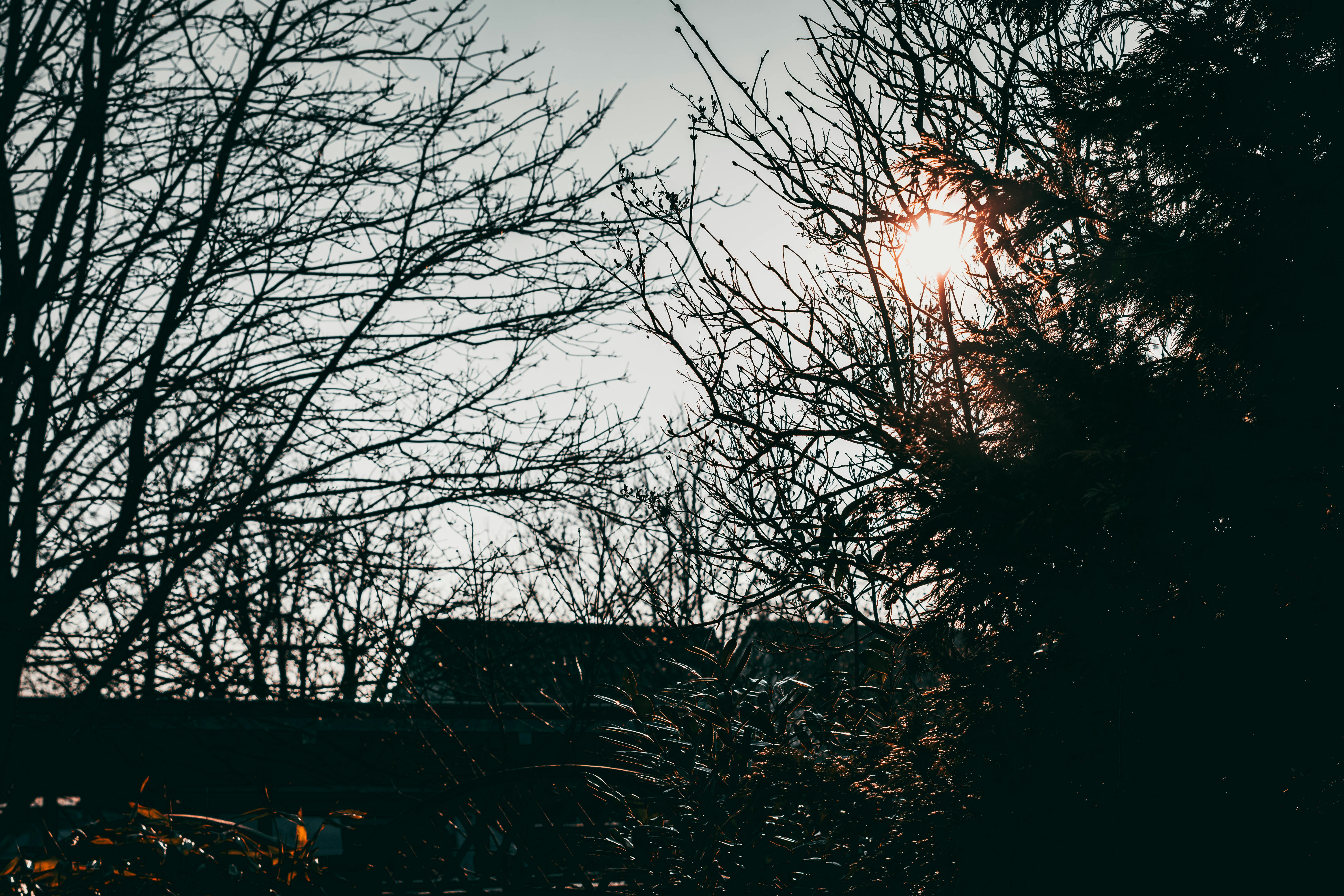 Sunlit Silhouette Through Winter Branches