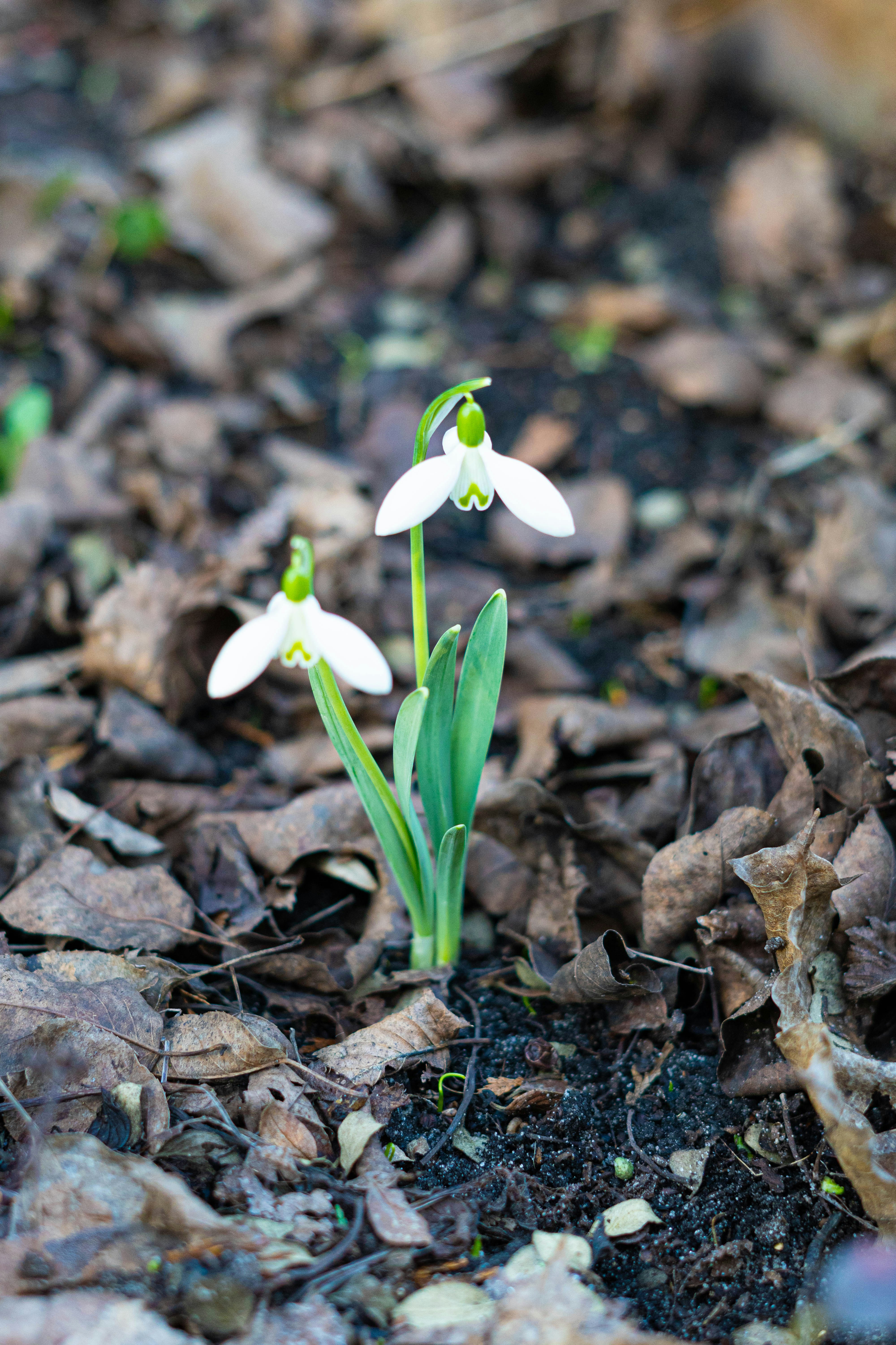 Snowdrops in a Quiet Nest of Leaves
