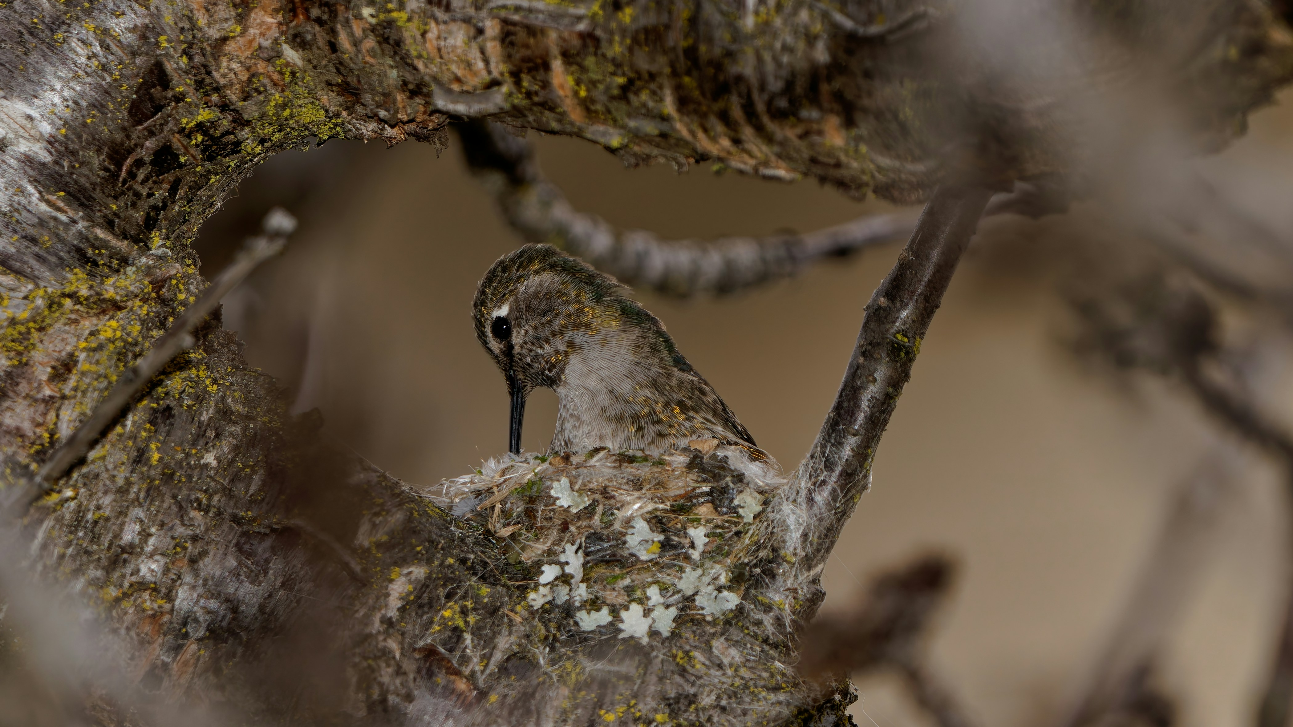 Hidden Nectar: A Shy Hummingbird Feasting in Mossy Branches