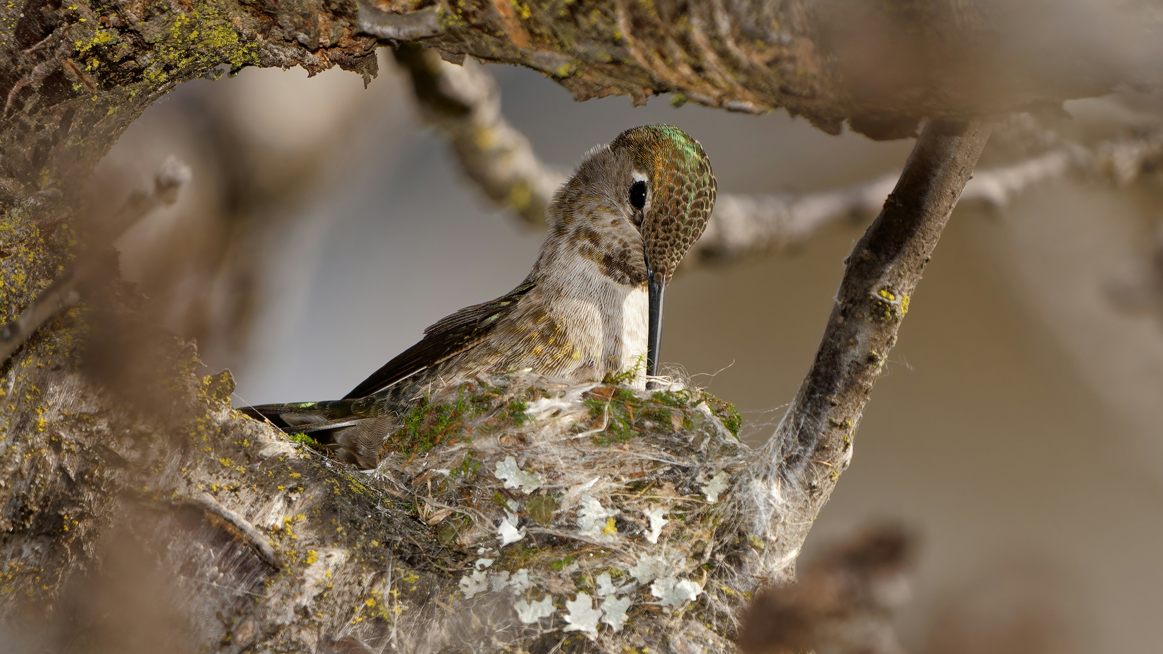 Hummingbird at the Mossy Nest: a delicate moment of nectar and light