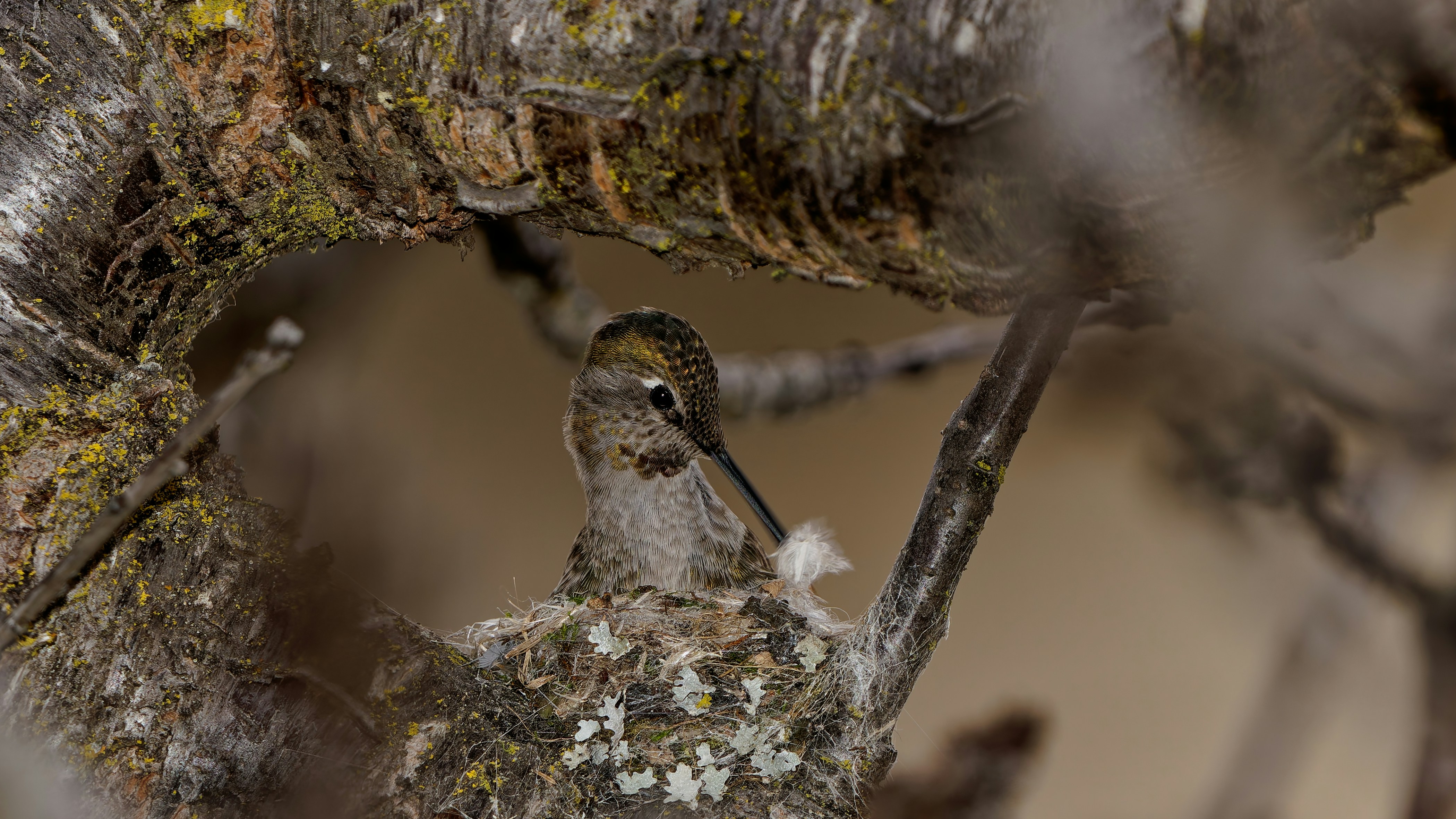 Hidden Nest Watch: A Hummingbird Peeper in Mossy Logs