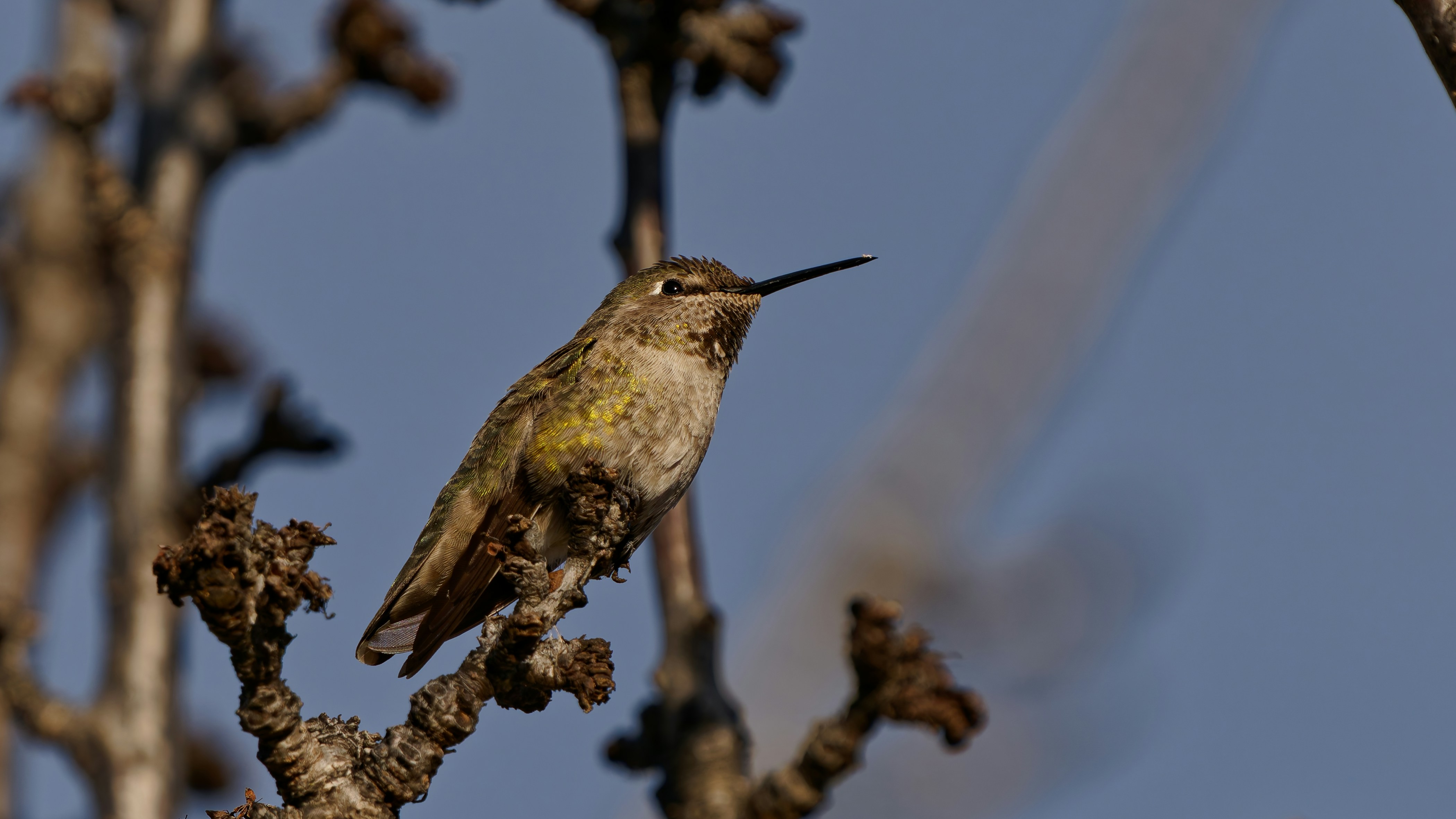 Perched Hummingbird in Early Light