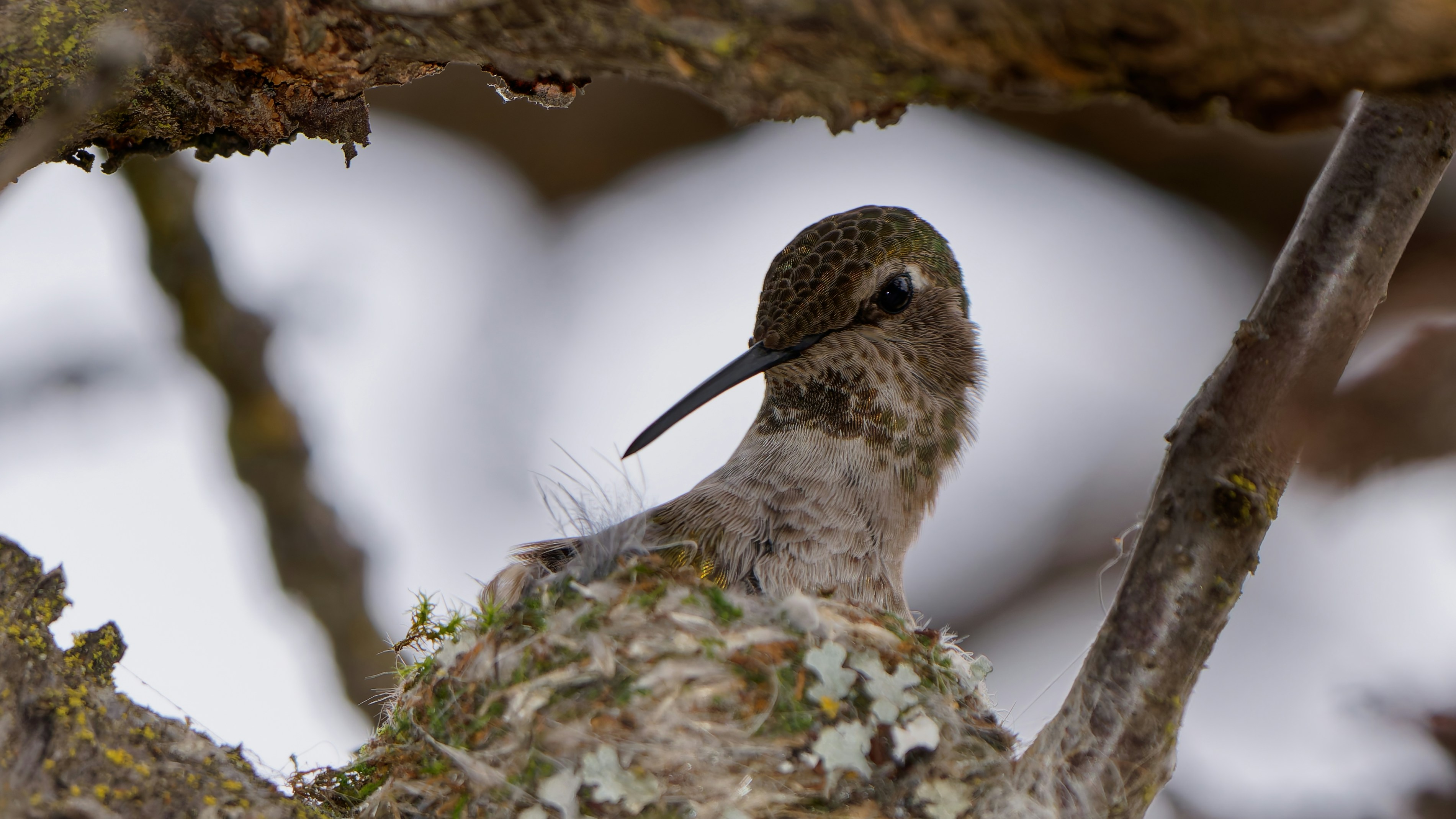 Hummingbird Sentinel Amid Mossy Branches