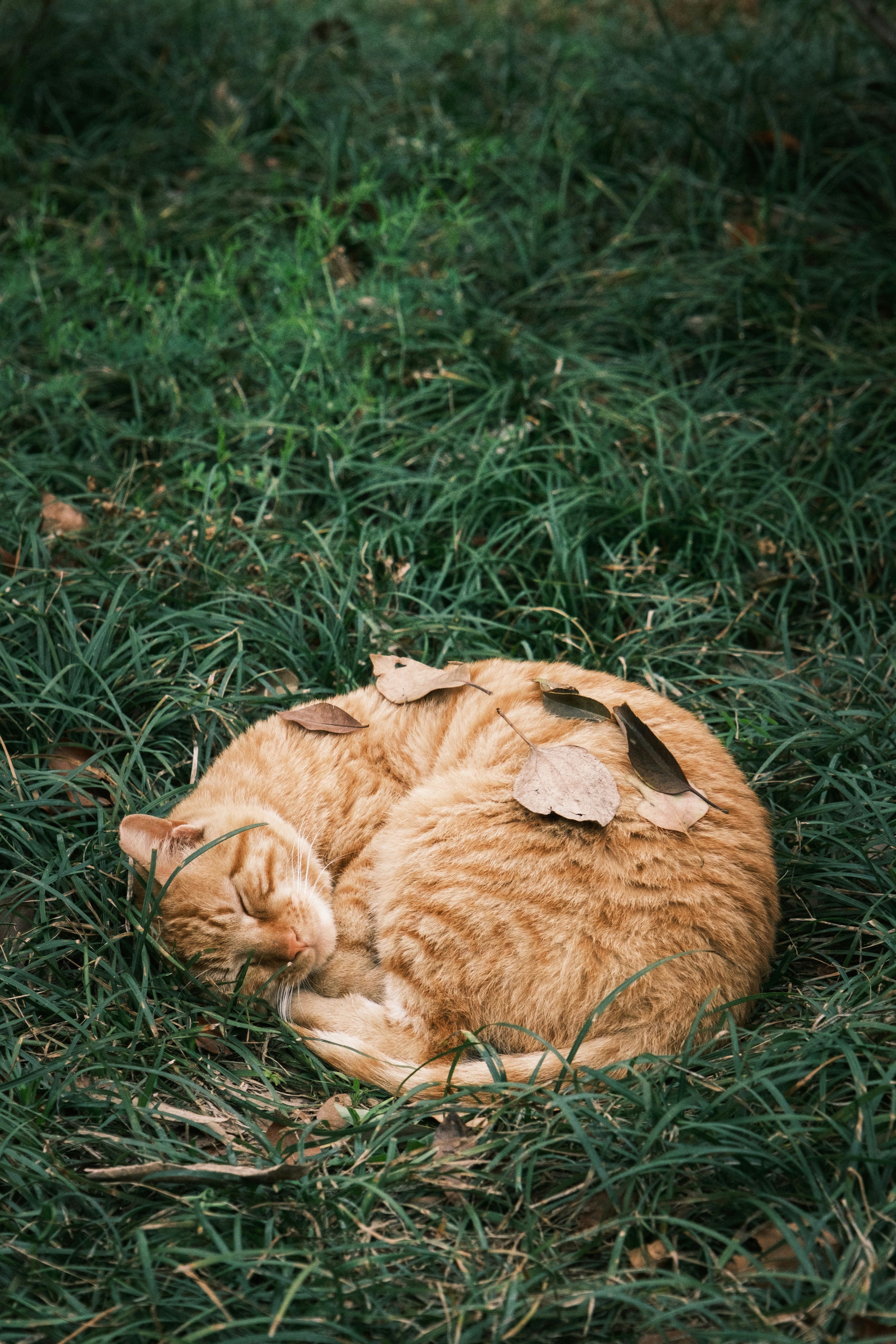 Hidden in the Grass: a Resting Orange Cat with Leafy Adornments