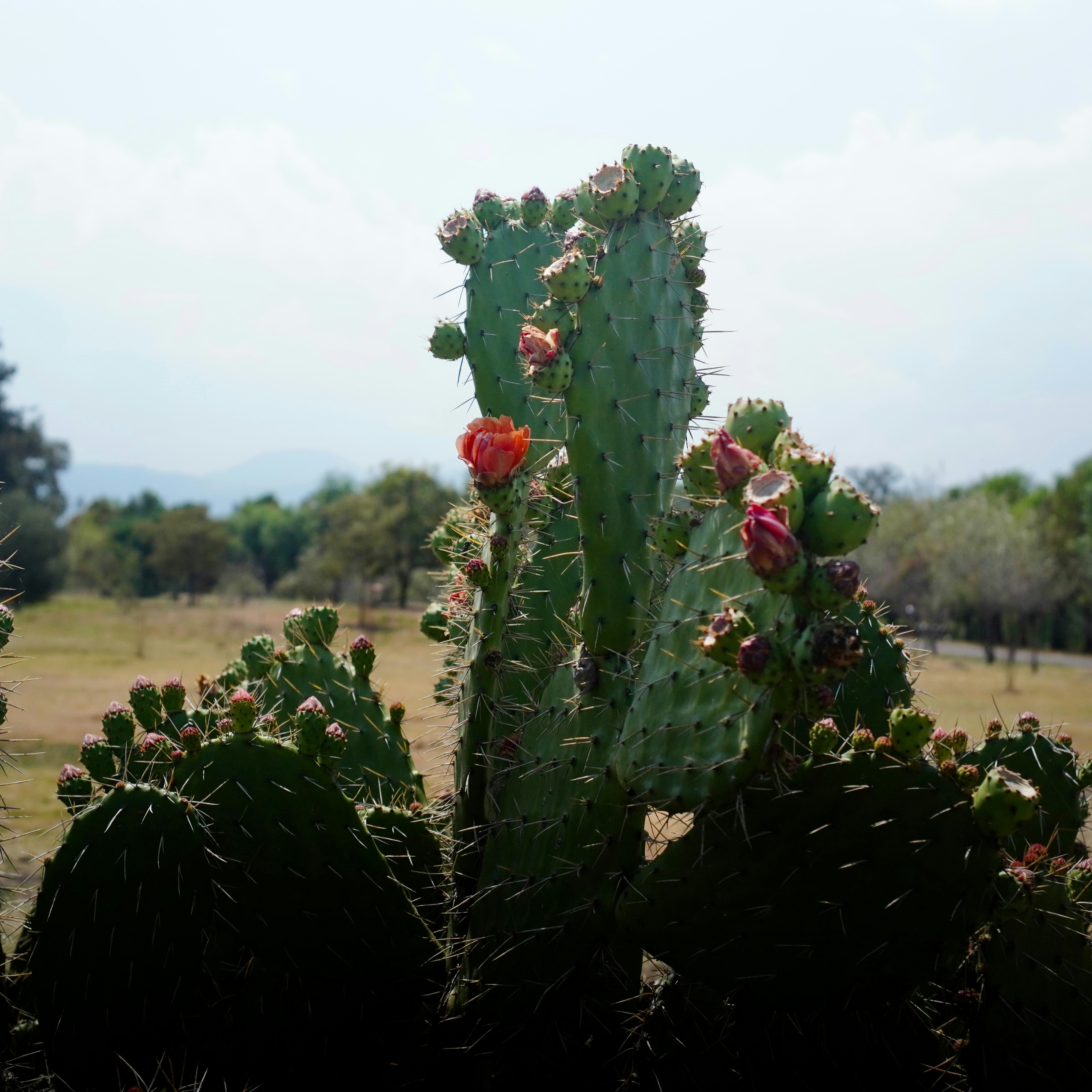 Desert Epiphyte: A Cactus Bloom Amid Thorns
