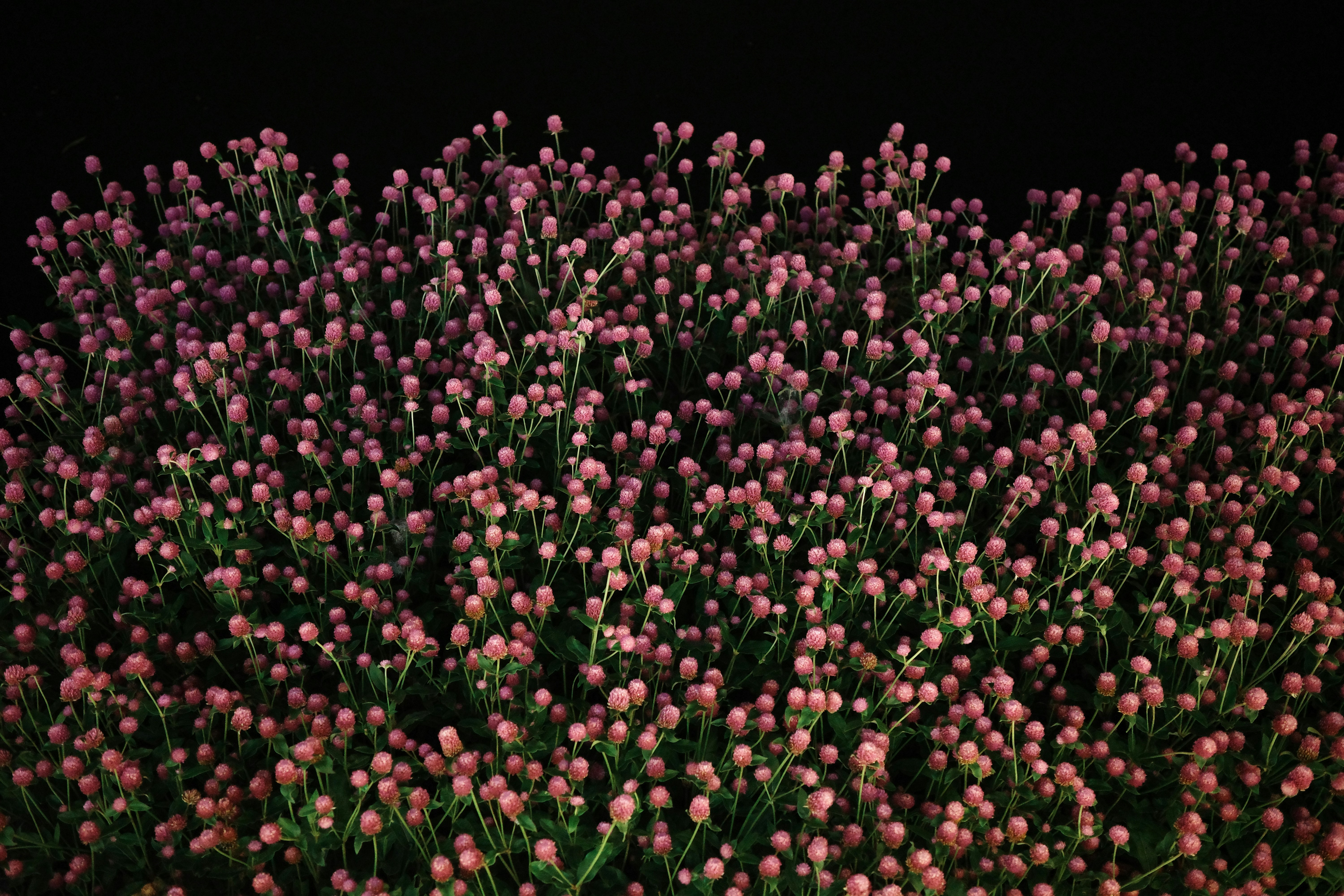 Field of Blush: Tiny Pink Orbs Against Night