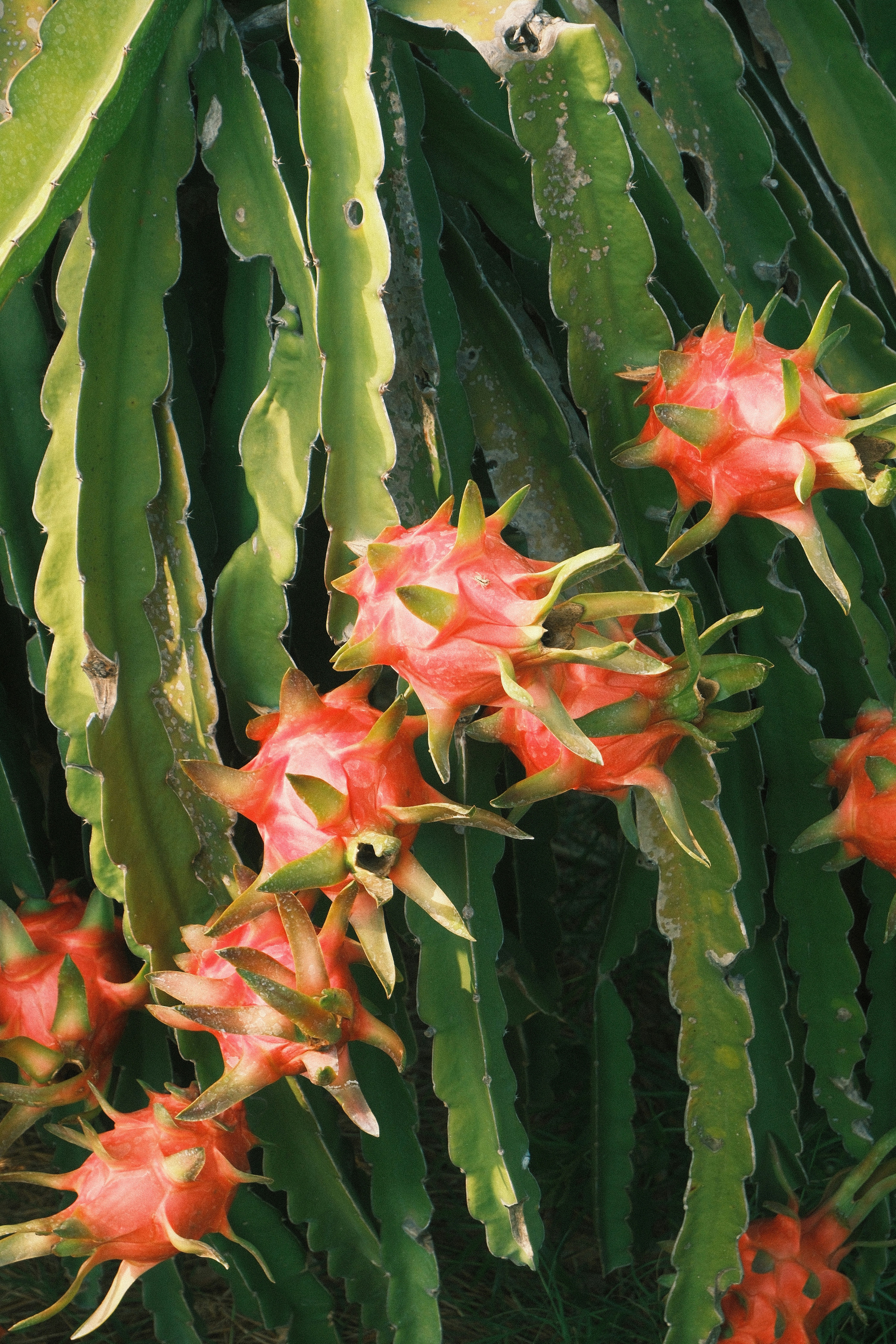 Dragon fruit farm in Binh Thuan, Vietnam