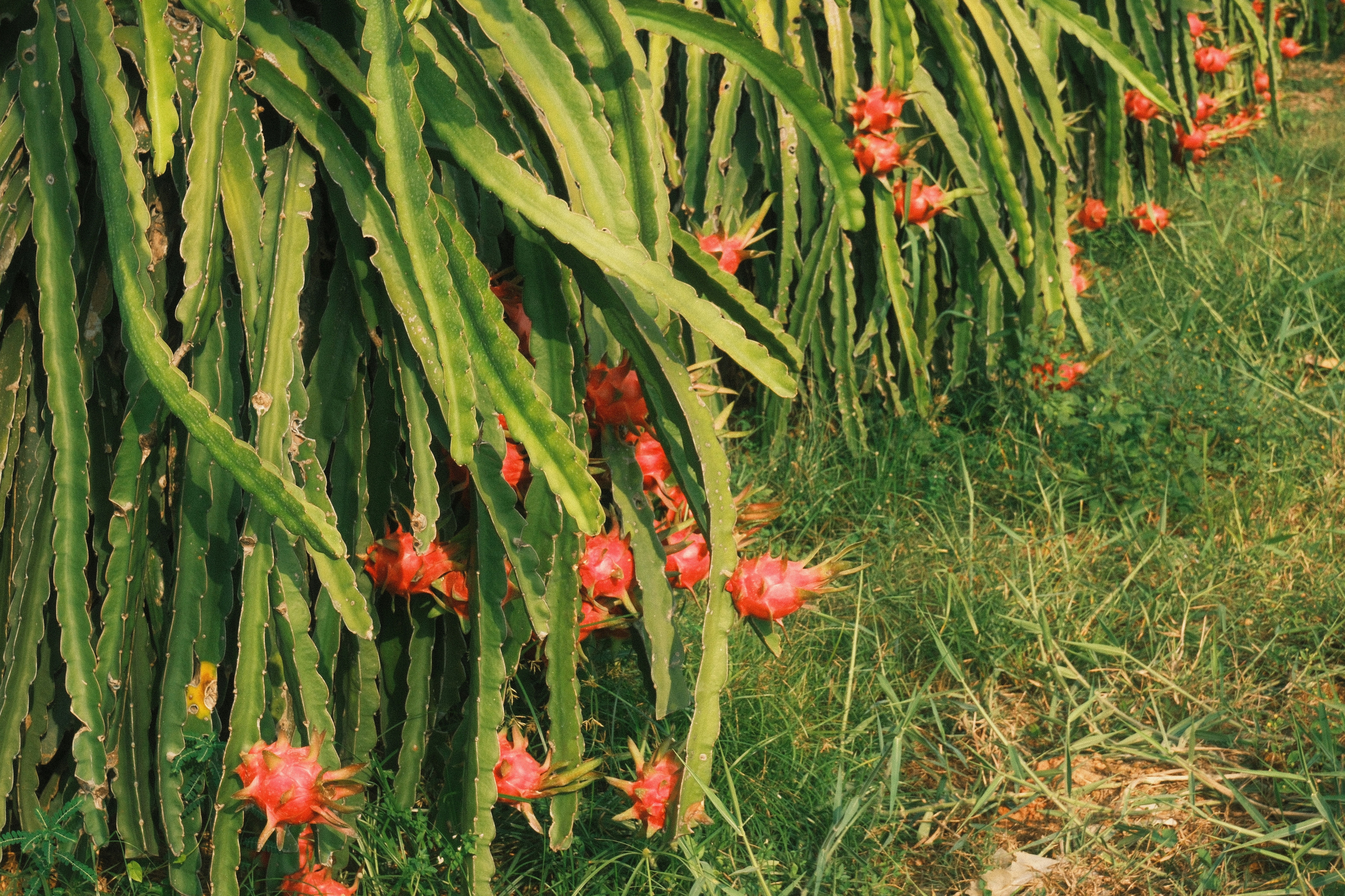 Red-Spined Dragonfruit Dunes