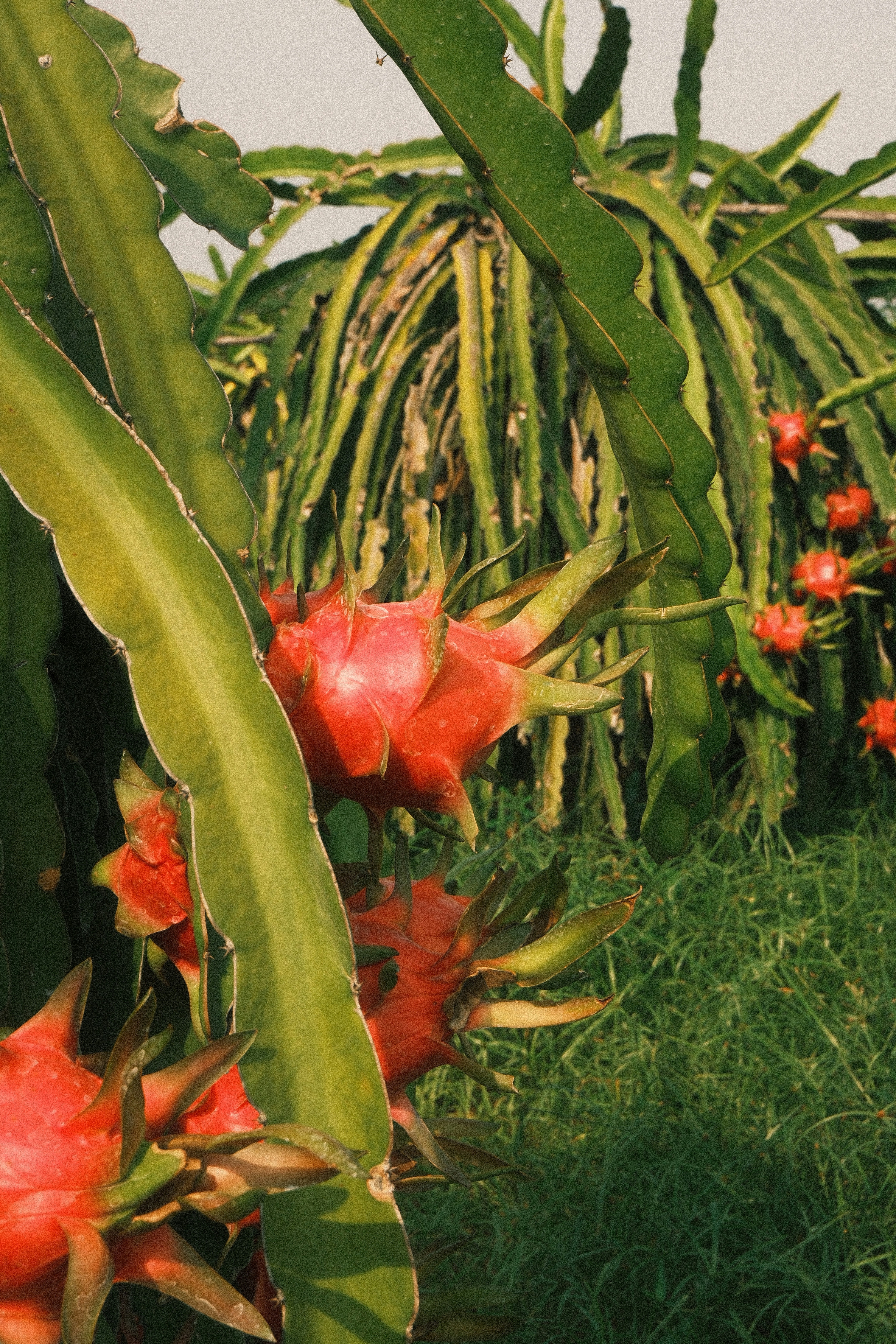 Dragon Fruit Bloom Among Thorny Green Ribs