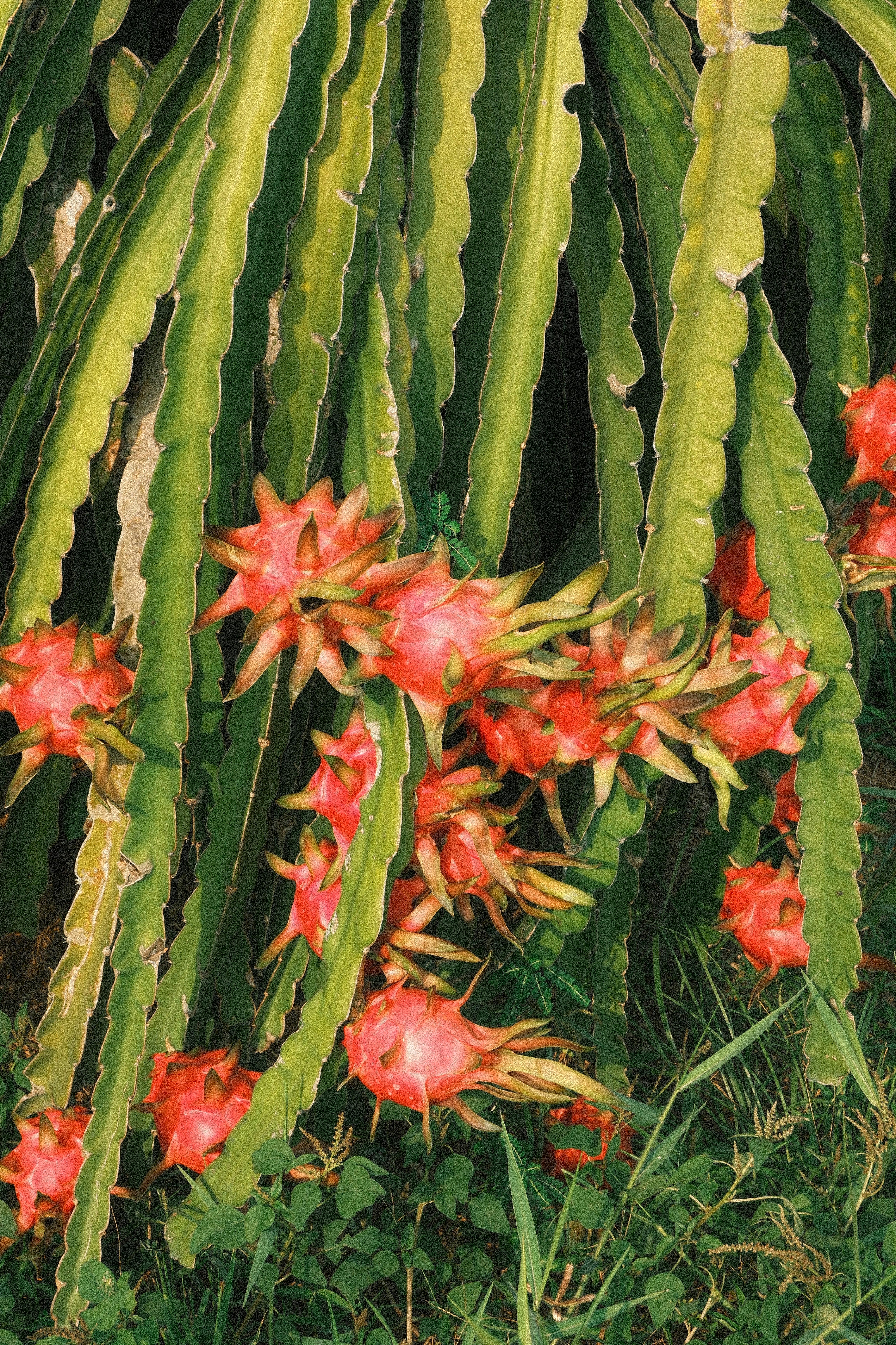Dramatic Cascade of Dragon Fruit Blossoms Among Serrated Green Ribbons