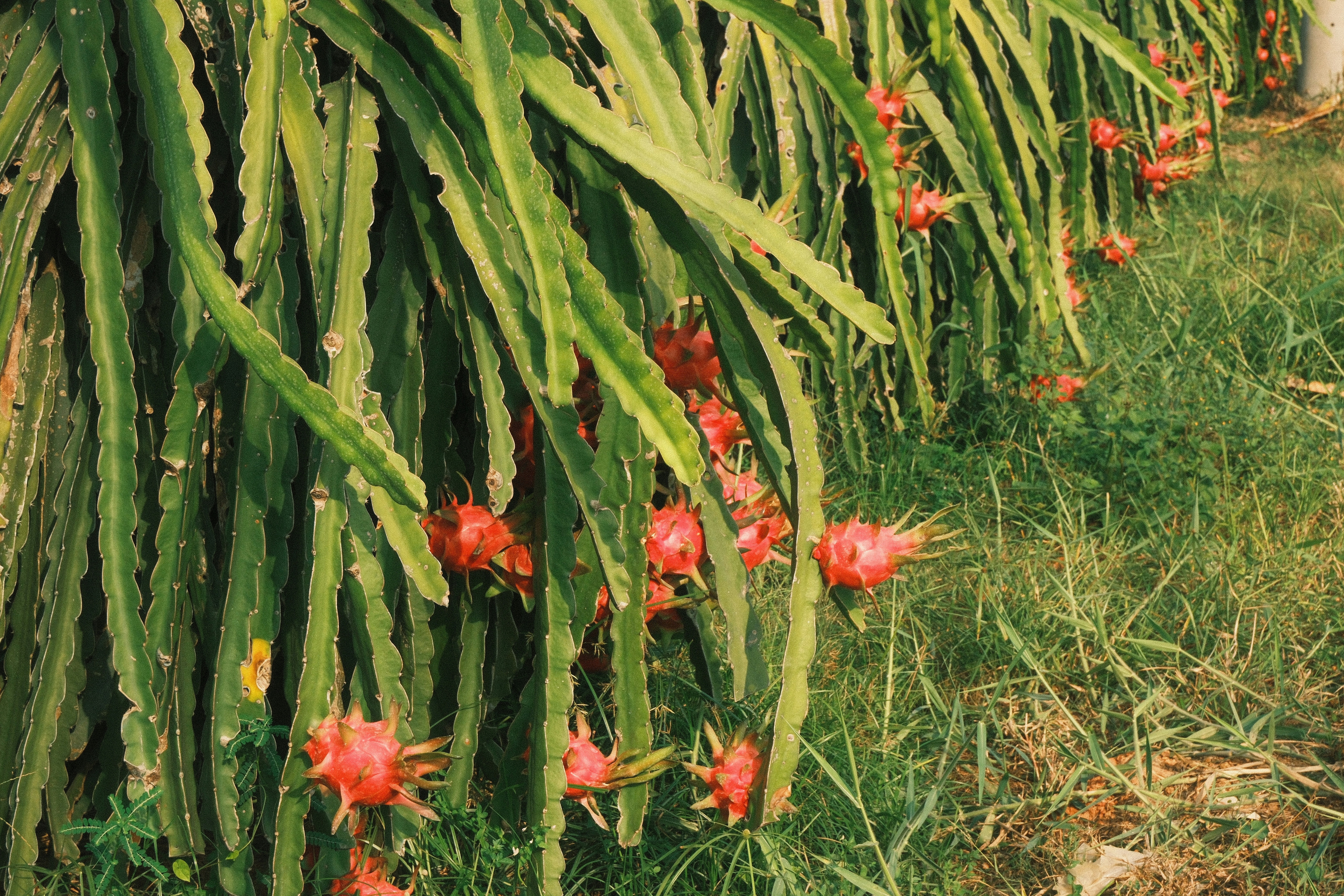 Dragon fruit farm in Binh Thuan, Vietnam