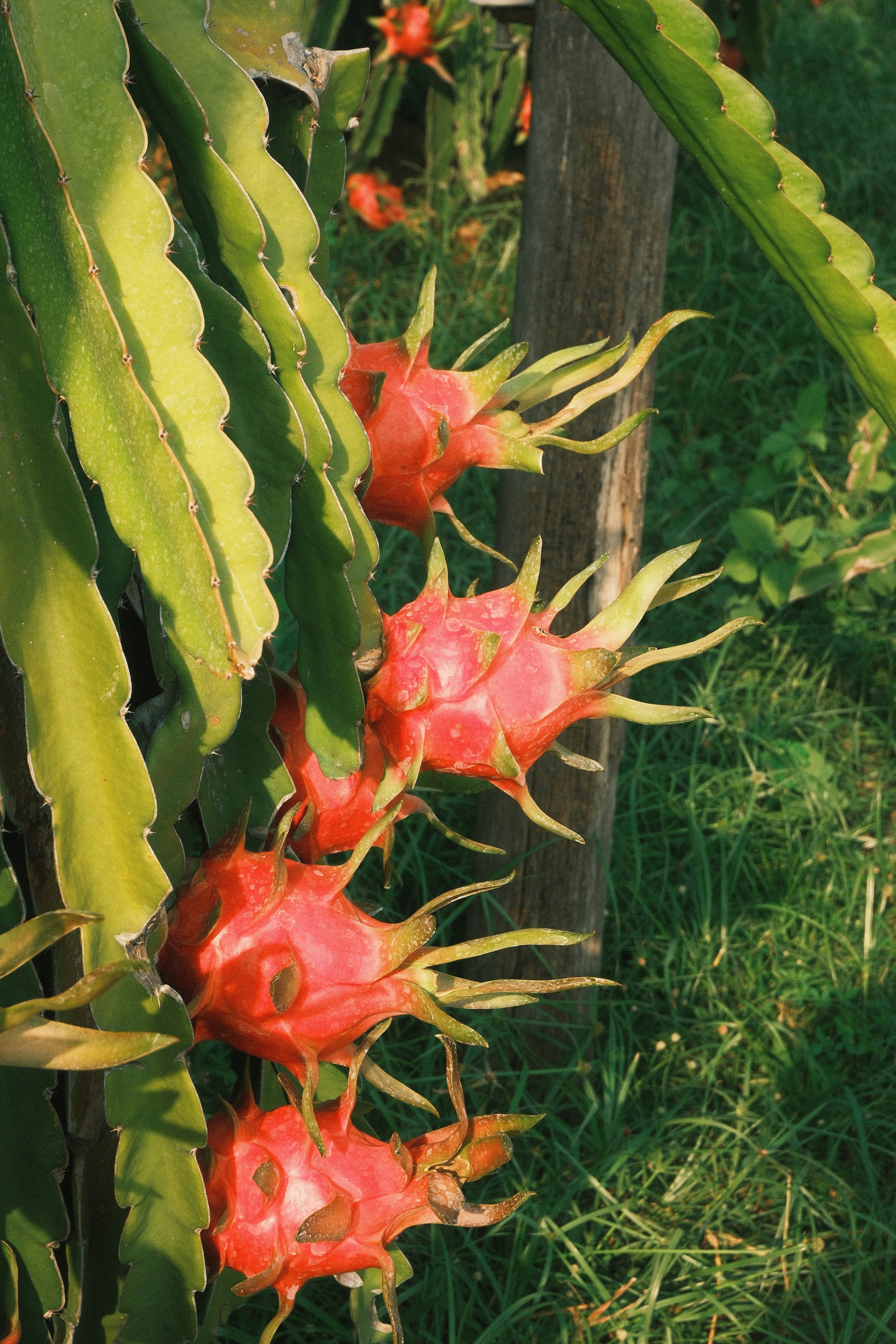 Red Dragonfruit Cactus Bunch in Bright Farm Sunlight