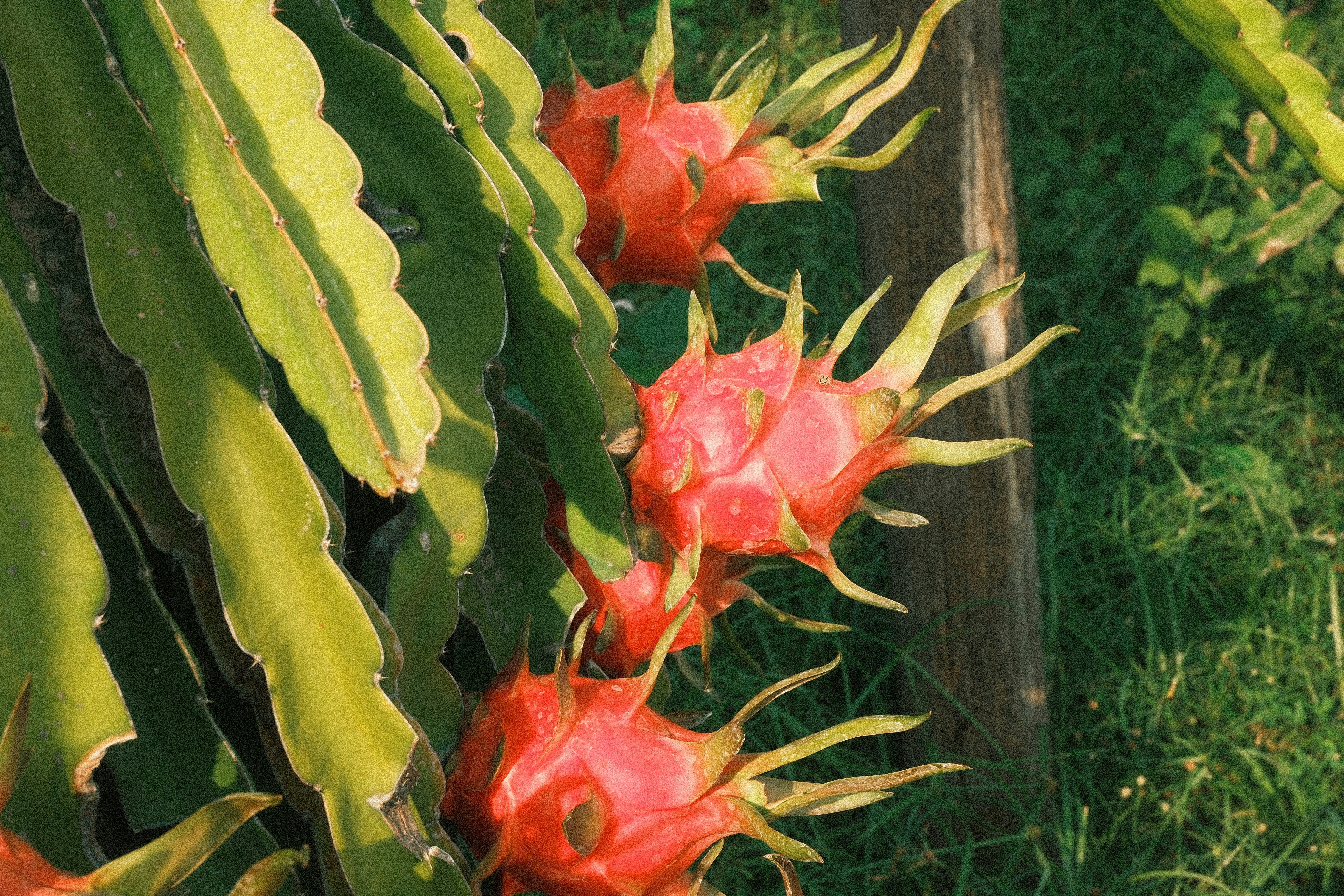 Red Dragonfruit Pods Nestled Among Serrated Green Fronds