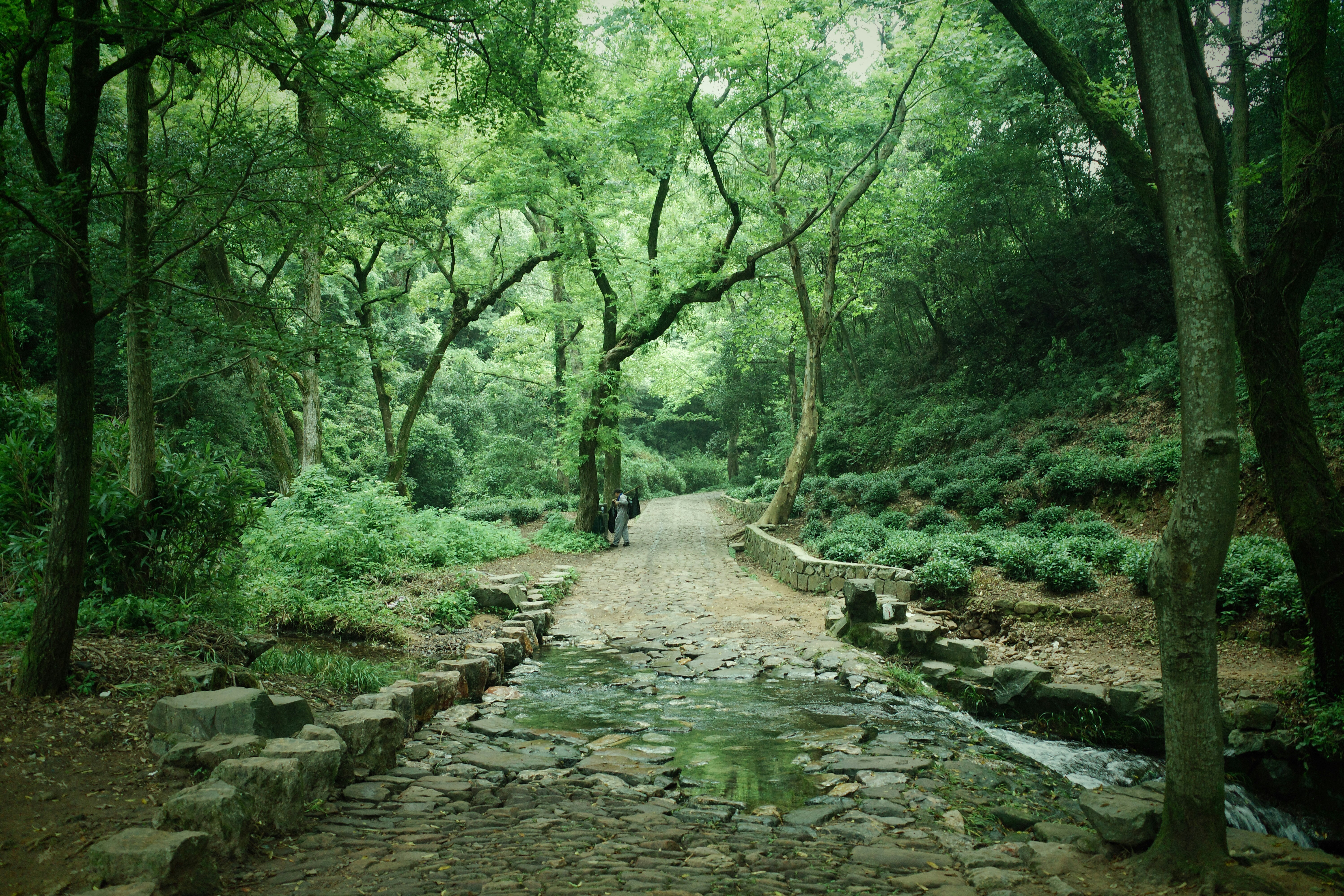Path Through the Mossy Corridor
