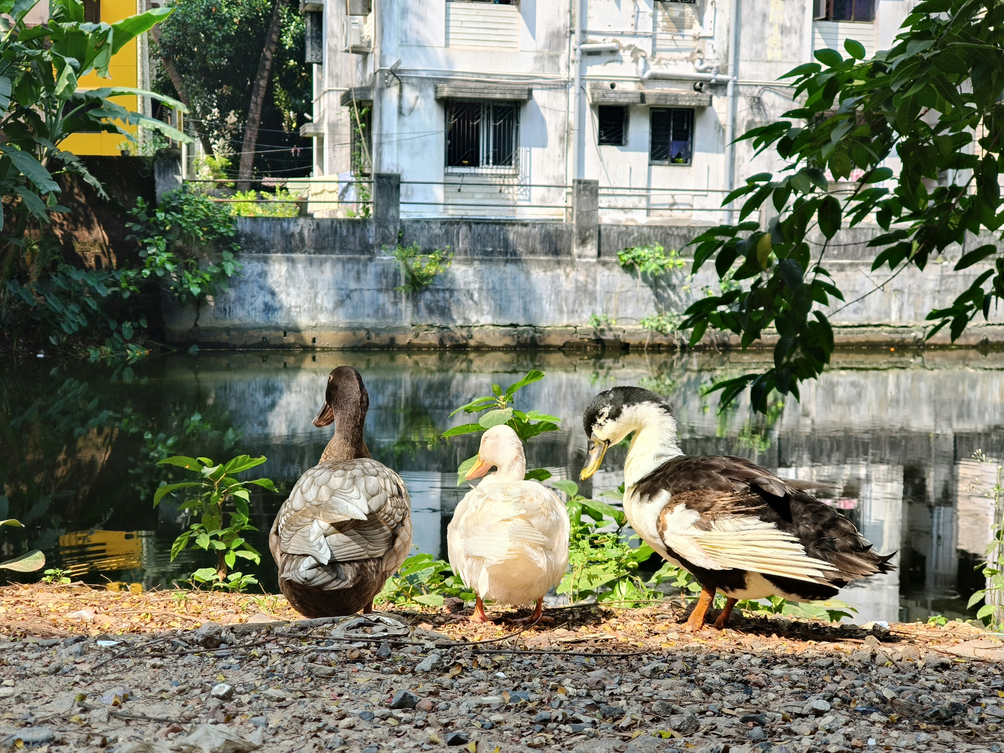 Three ducks stand along a canal embankment with a weathered building in the background; the scene emphasizes natural textures and gentle light.