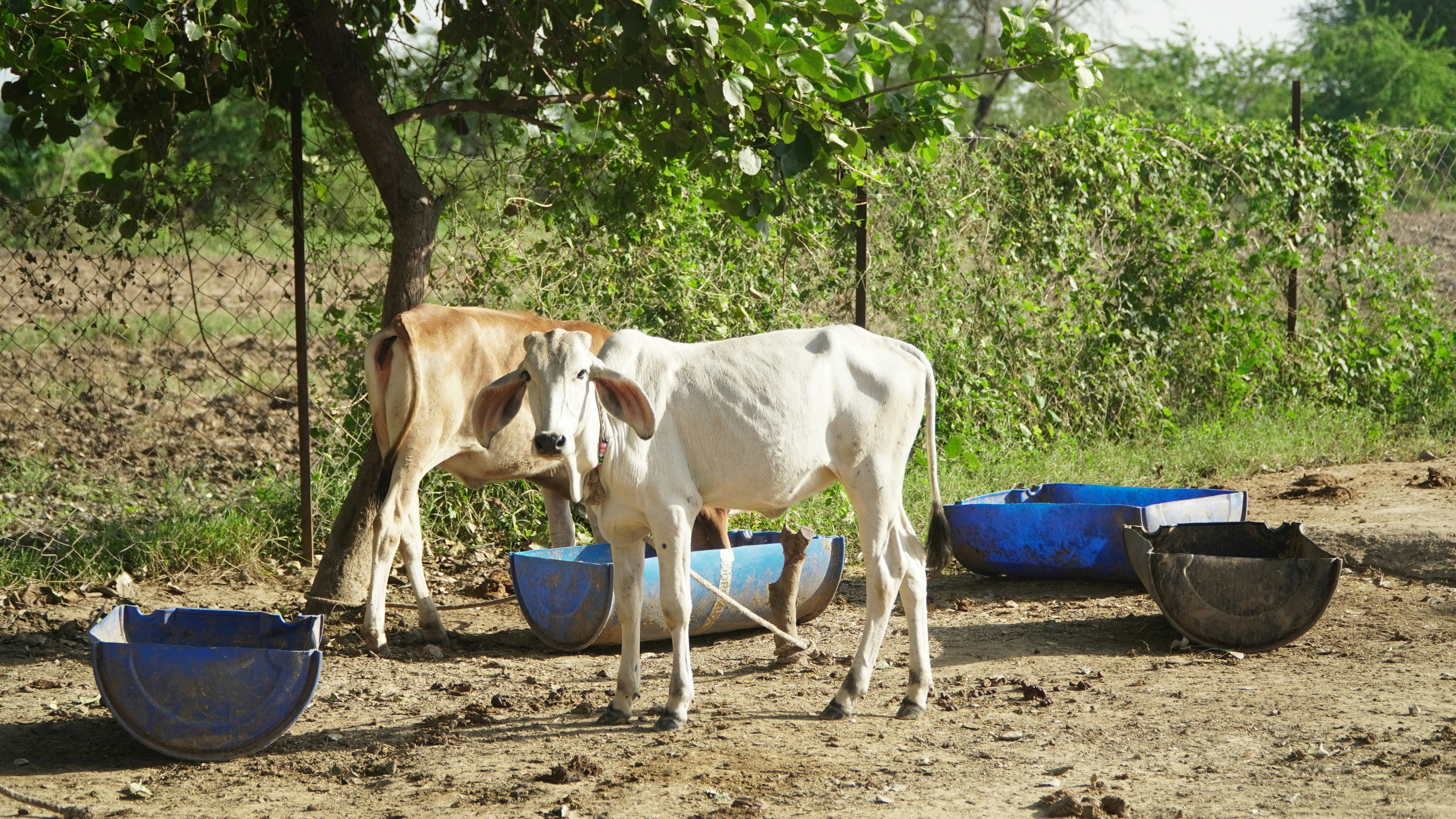 Two cows standing near feeders in a rural setting.