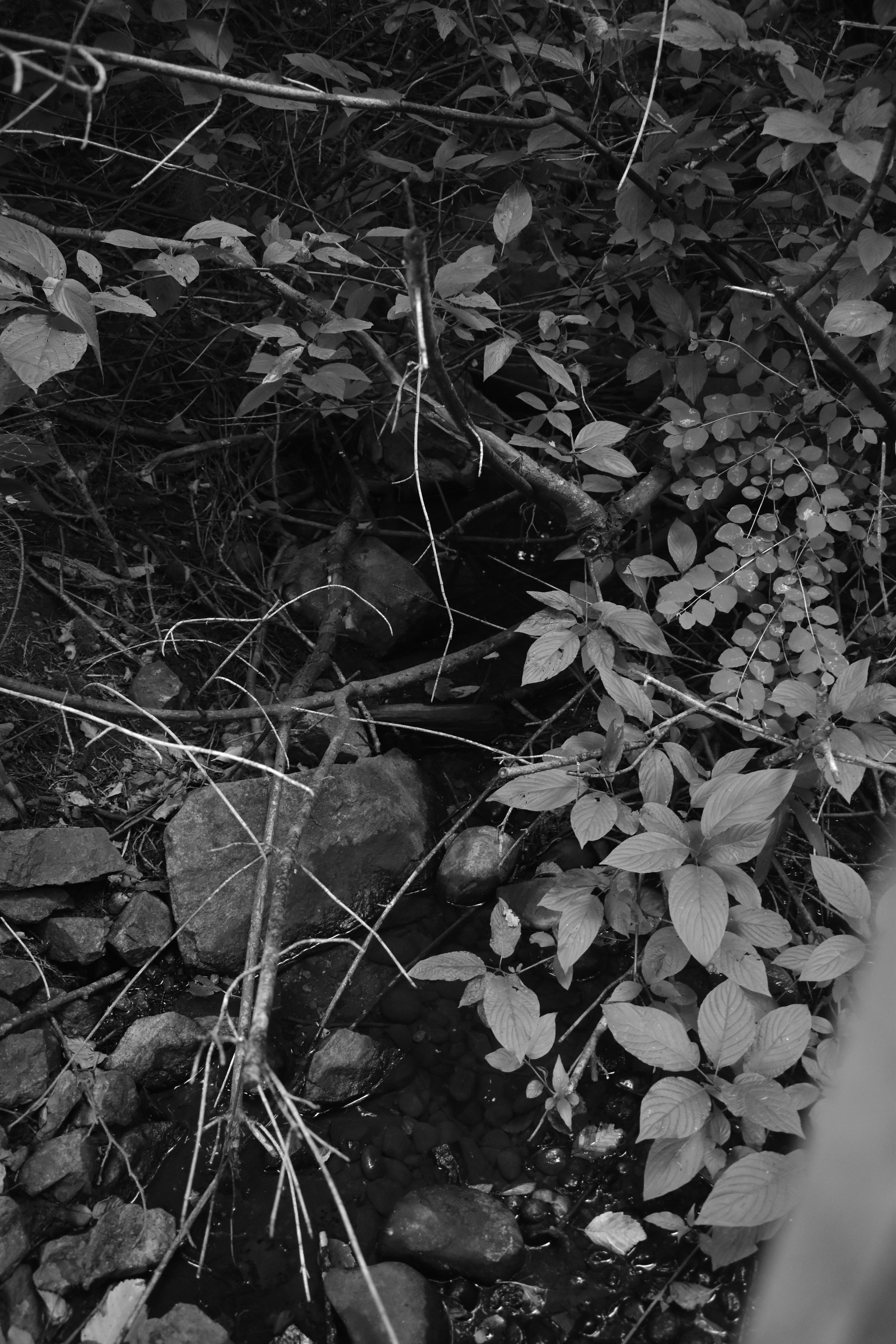 Overgrown Watercourse: A Quiet Stream Carved by Roots