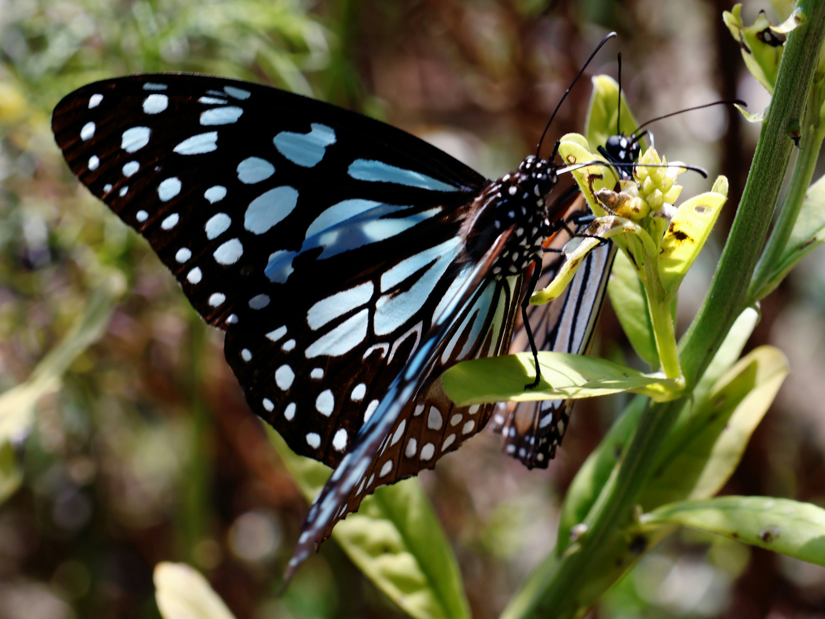 Azure-spotted Swallowtail resting on a pale yellow bloom