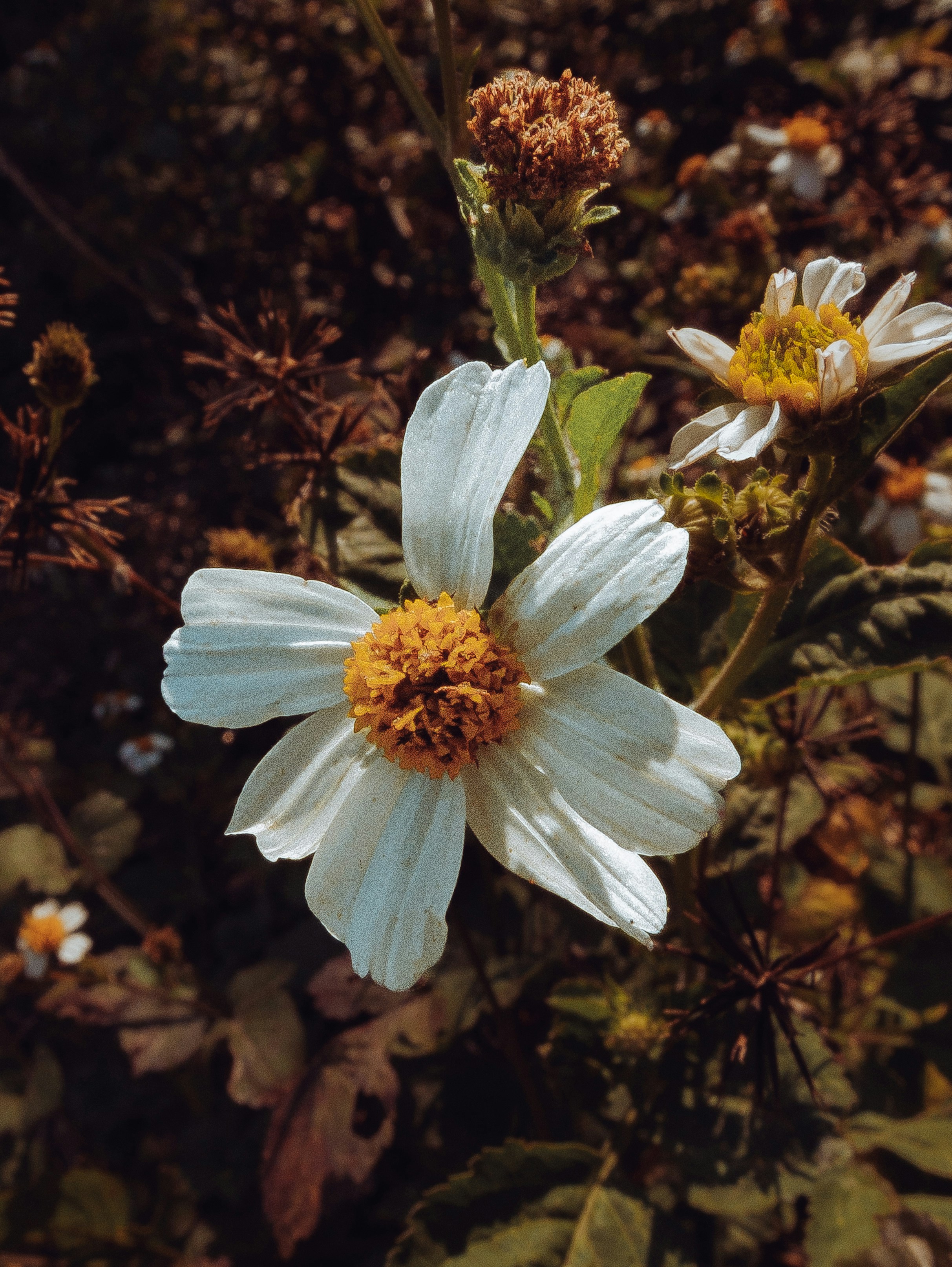 Snow-white Bloom: A Central Daisy Emerges in Sunlit Chaos