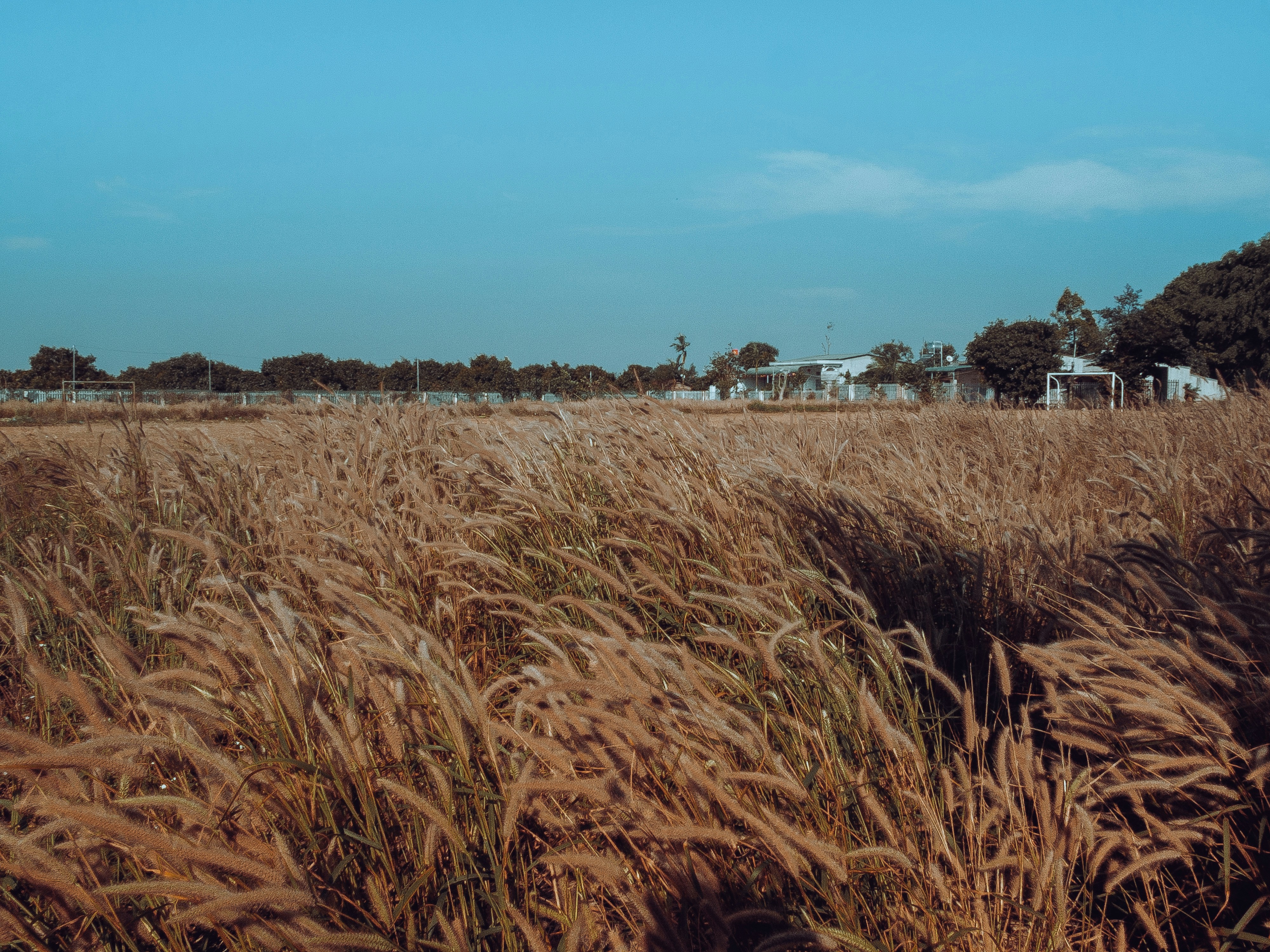 Golden Field Under a Quiet Blue Sky
