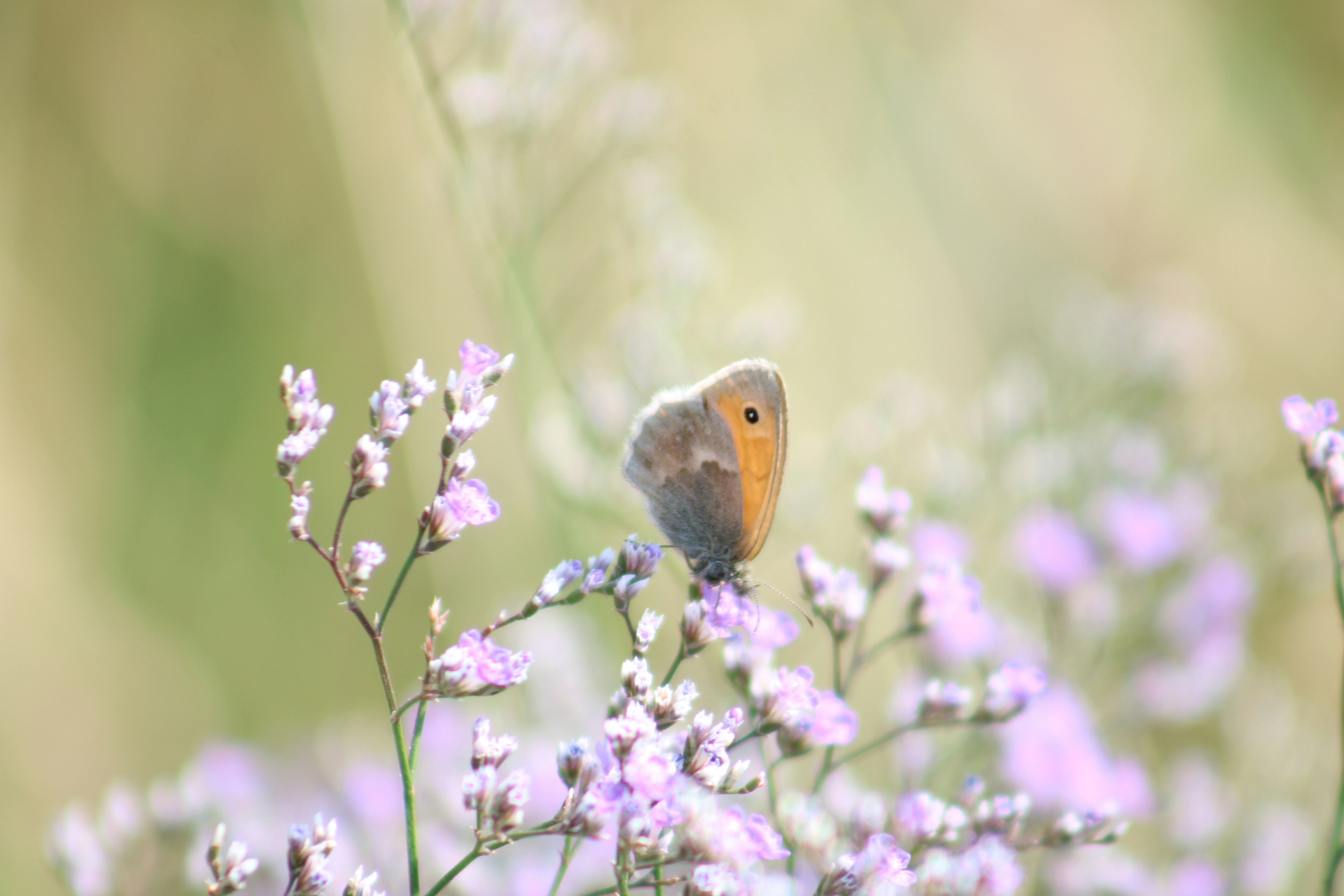 Soft-focus butterfly on lavender blooms in sunlight
