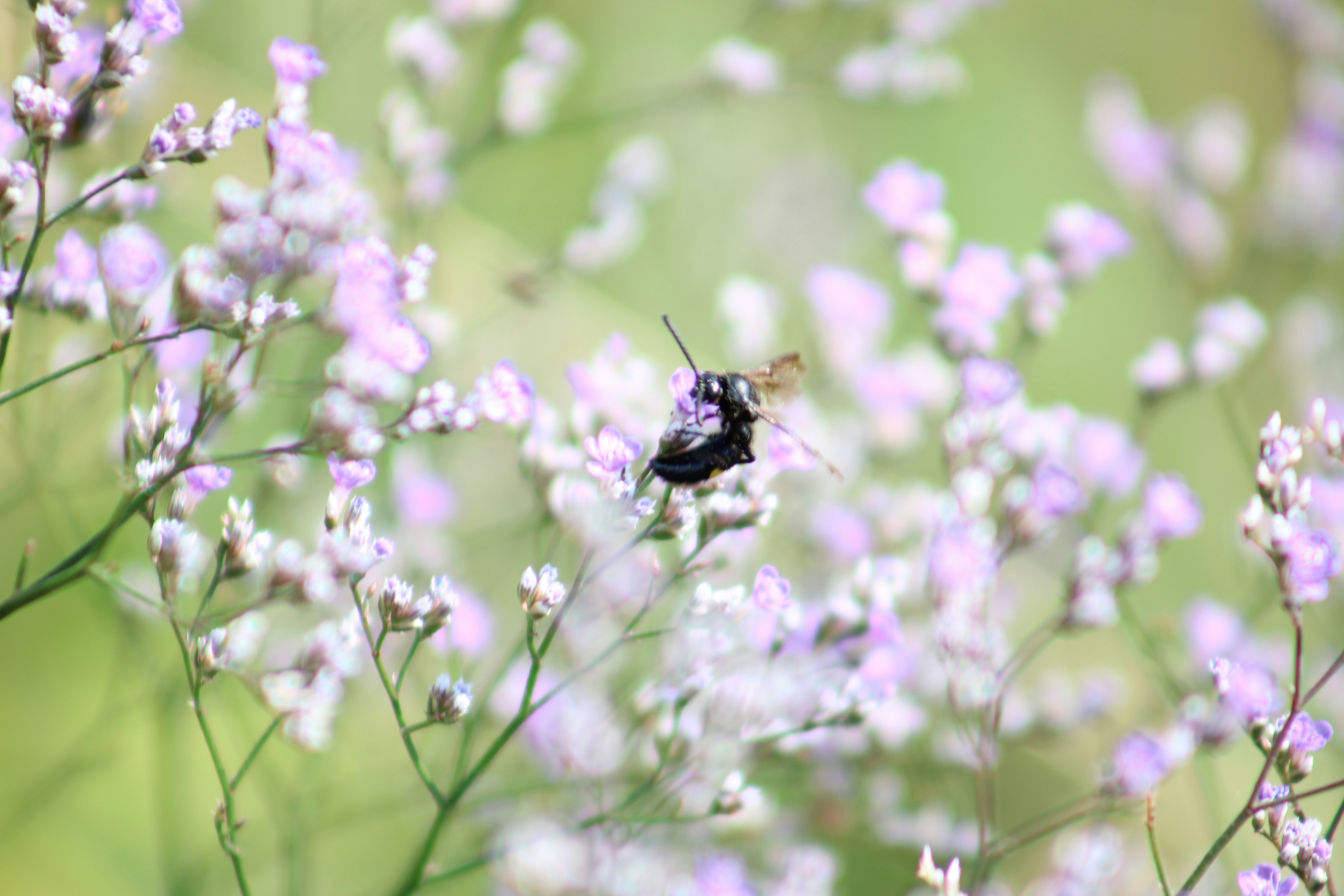 Blurred Meadow Dance: a solitary bee in bloom