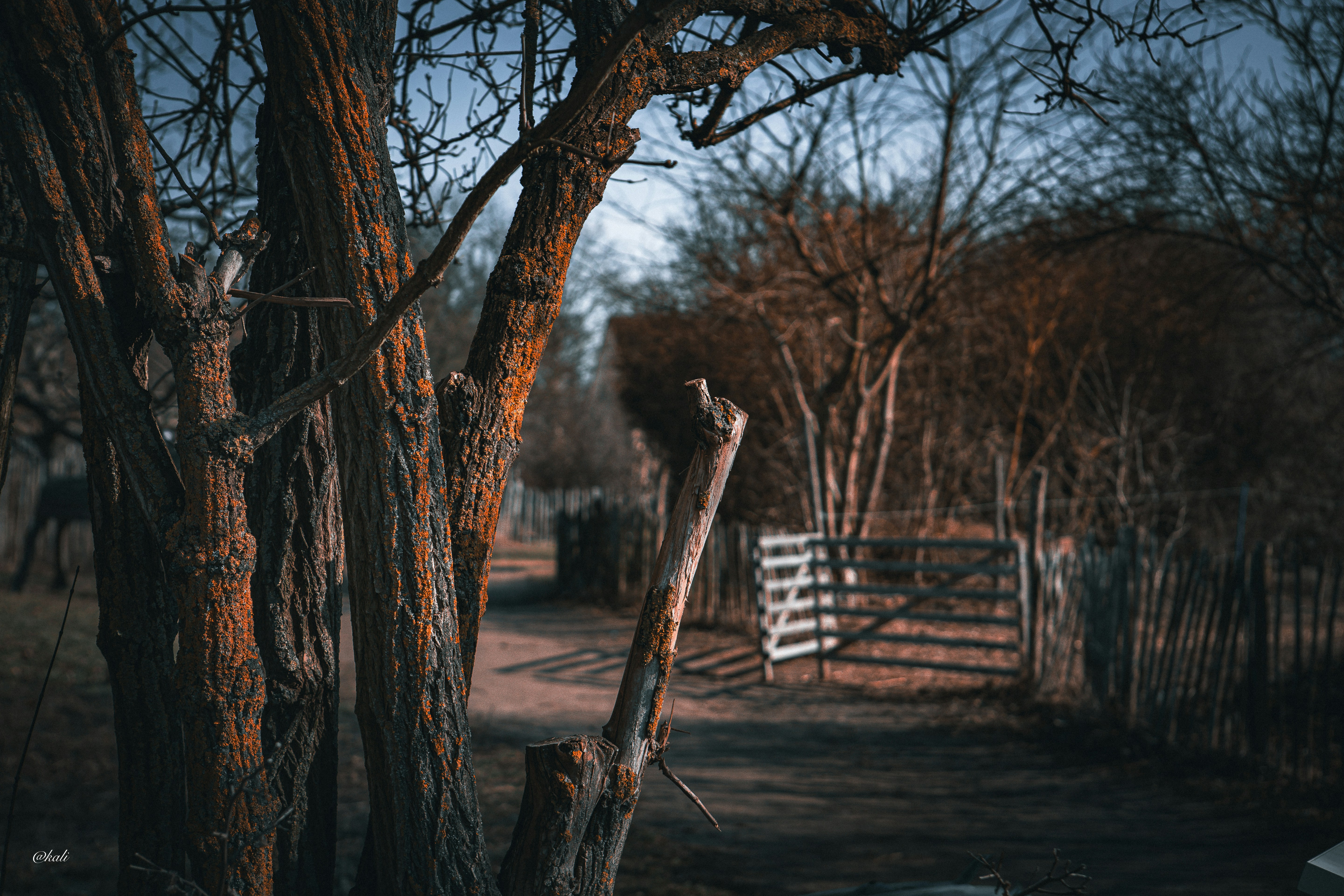Sunlit Fence and Weathered Branches in a Quiet Orchard Lane
