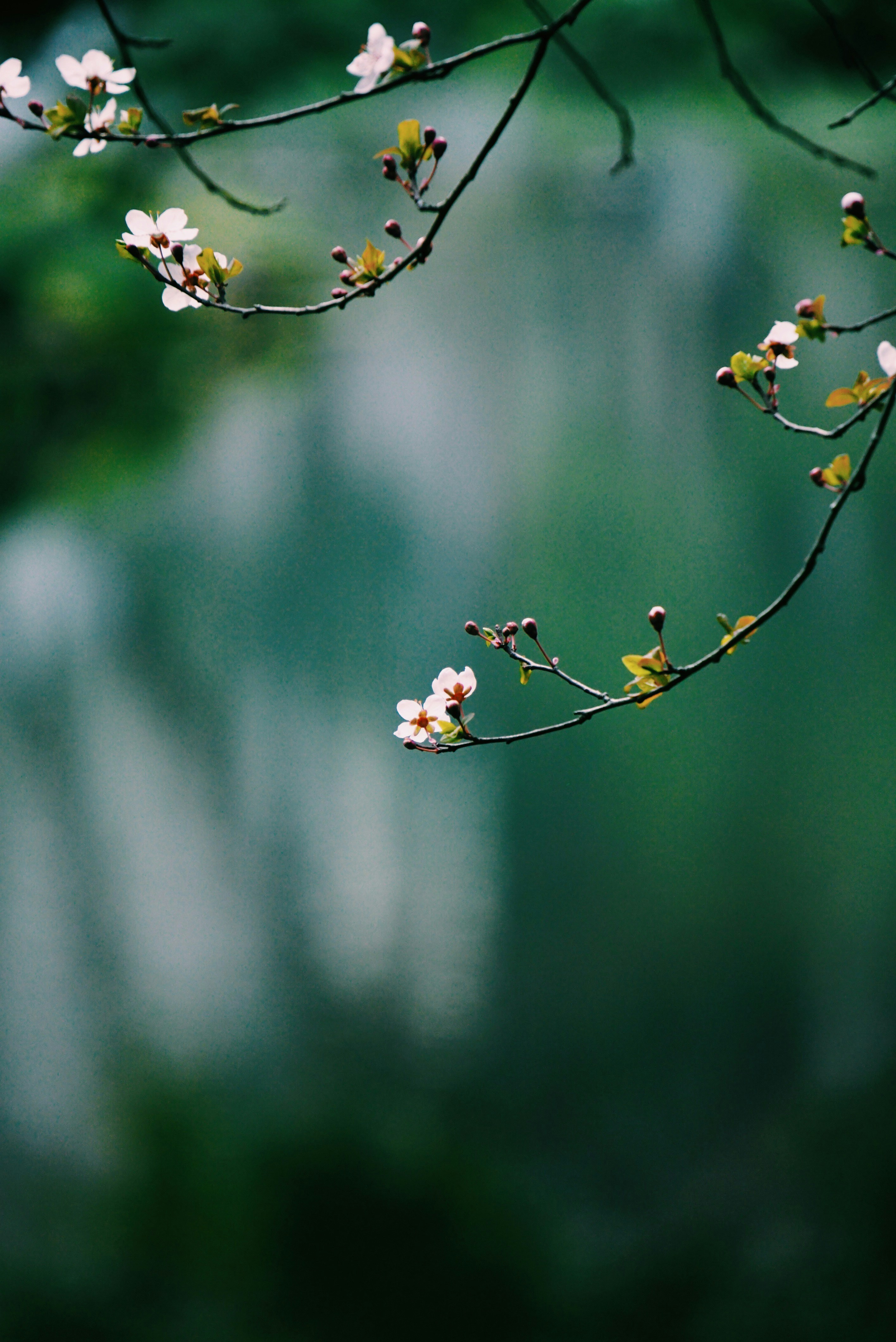 Blossom Corner: A Quiet Moment in a Green Backdrop