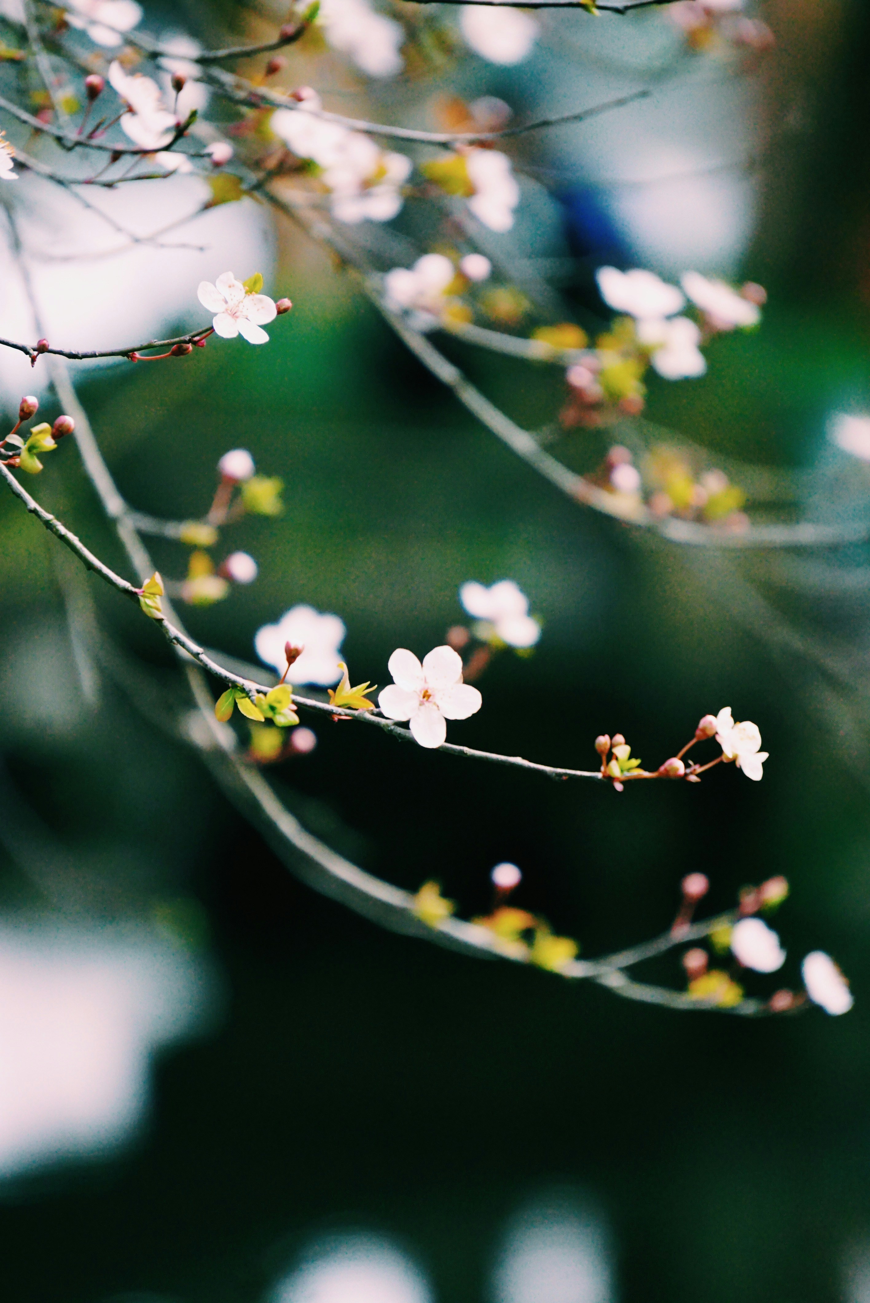 Blossoms in Focus: Delicate Threads Across a Quiet Branch