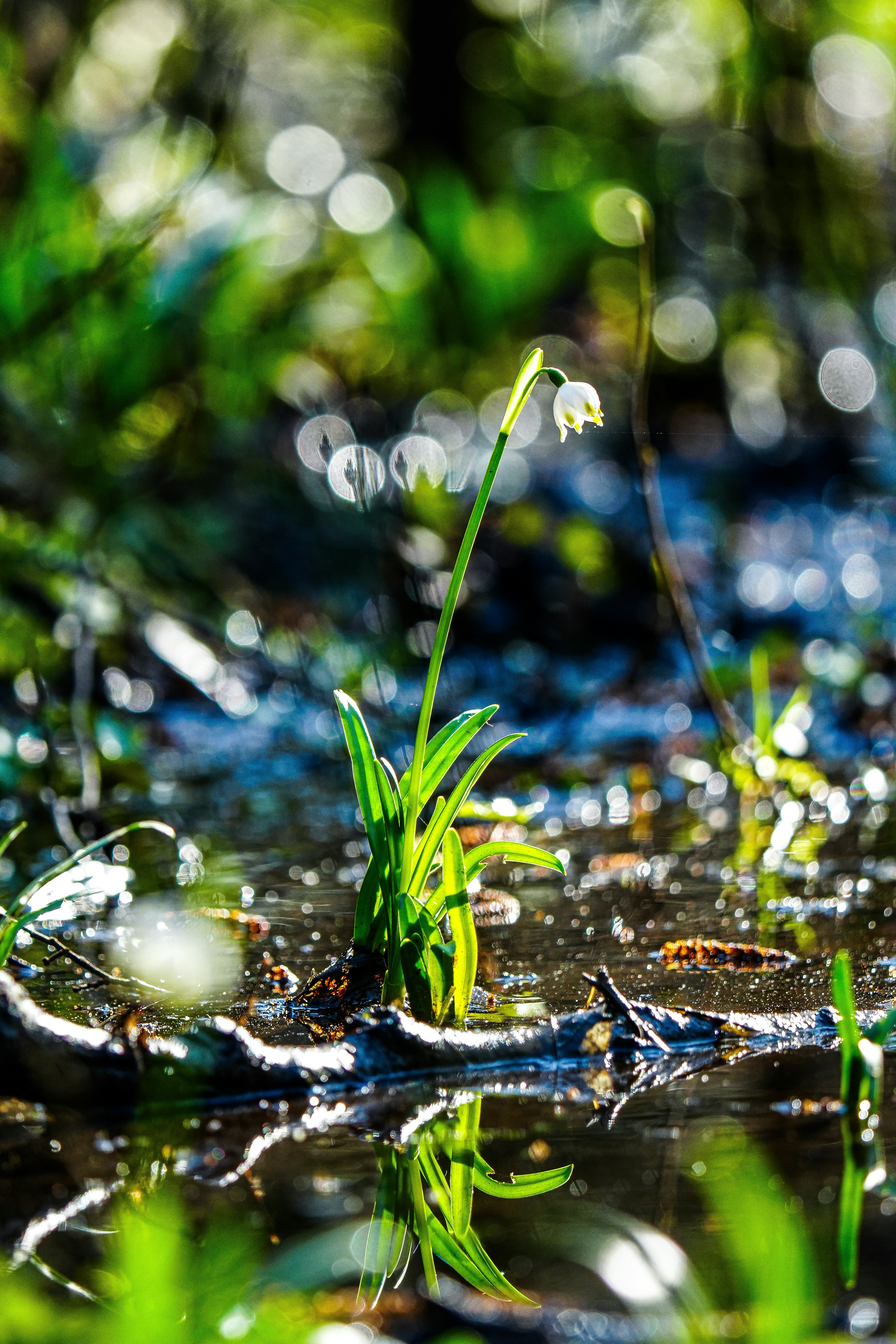 Emerald Lily in a Shimmering Wetland
