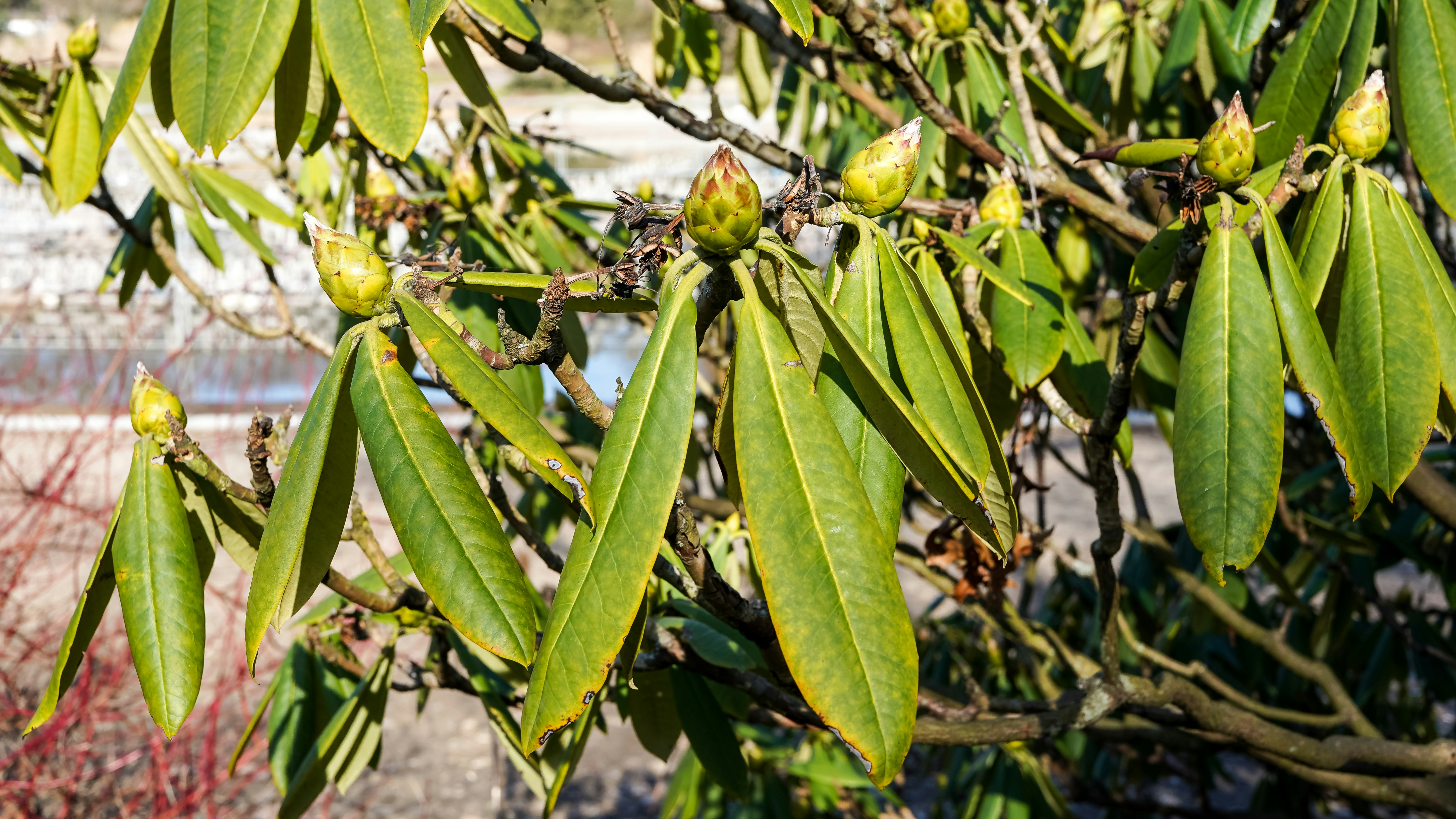 Emerald Fringe: Green Leaves and Buds in Sunlit Shrub