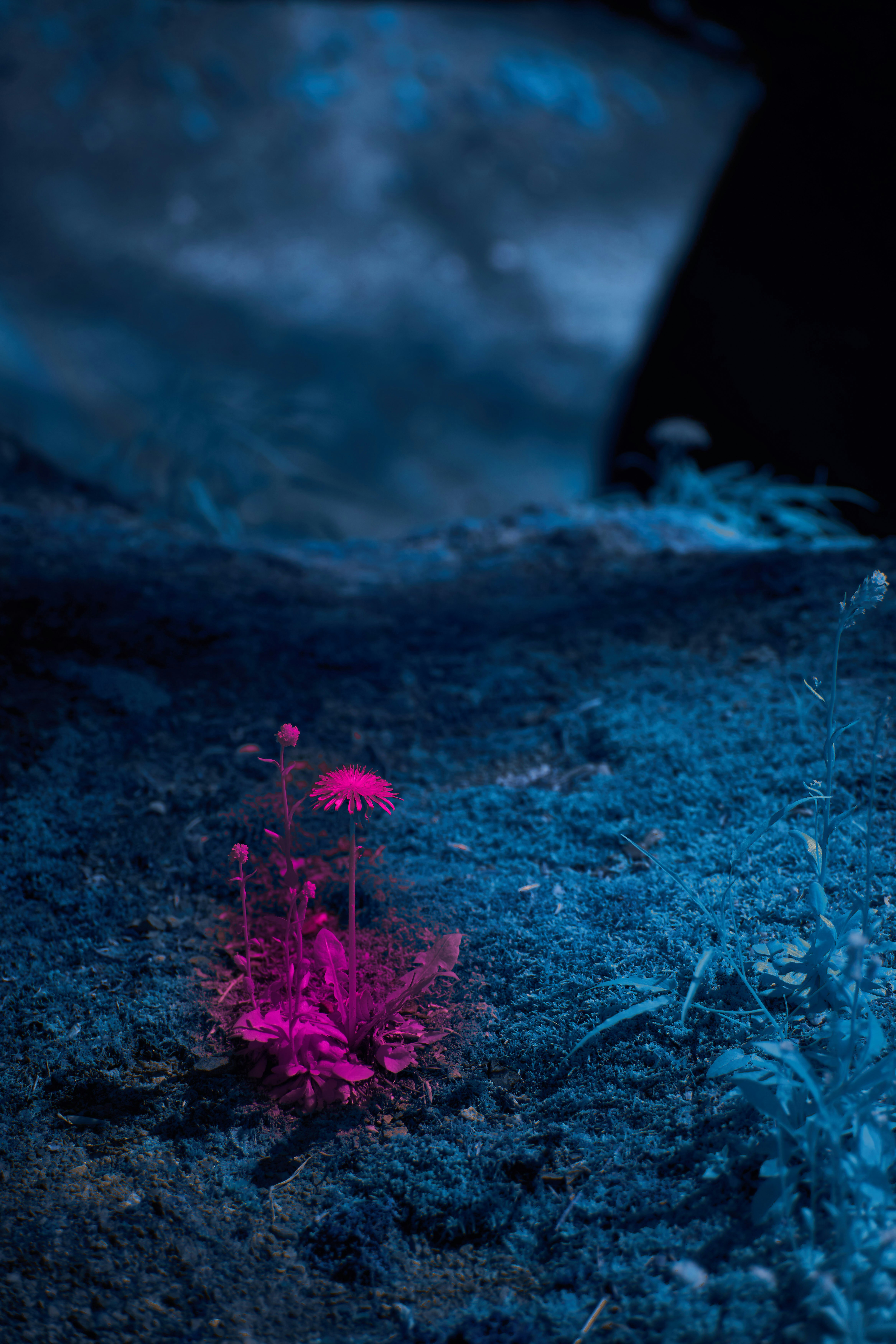 Magenta Flora Against Midnight Soil