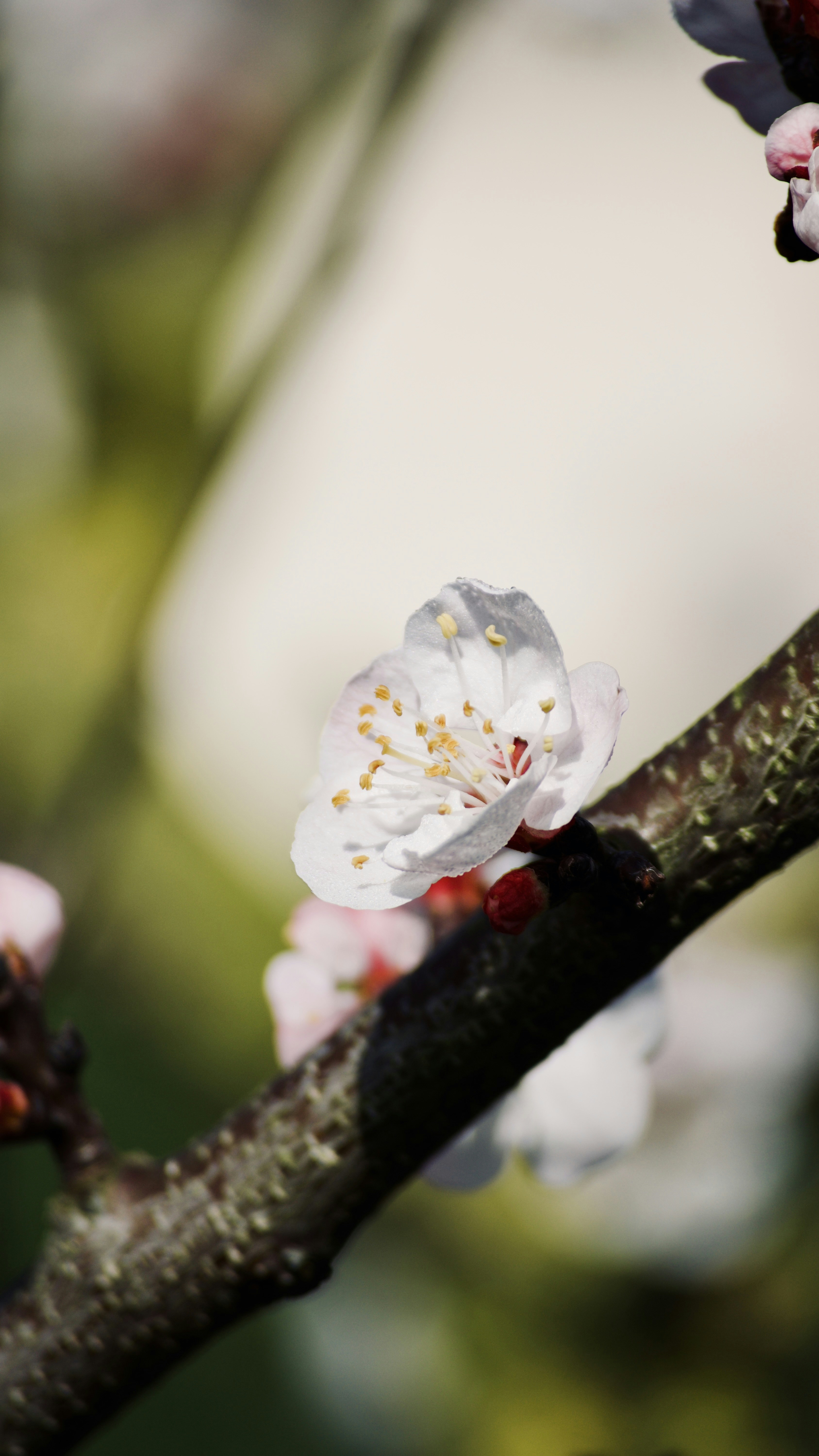 Blossom in Focus: A Delicate White Petal on a Mossy Branch